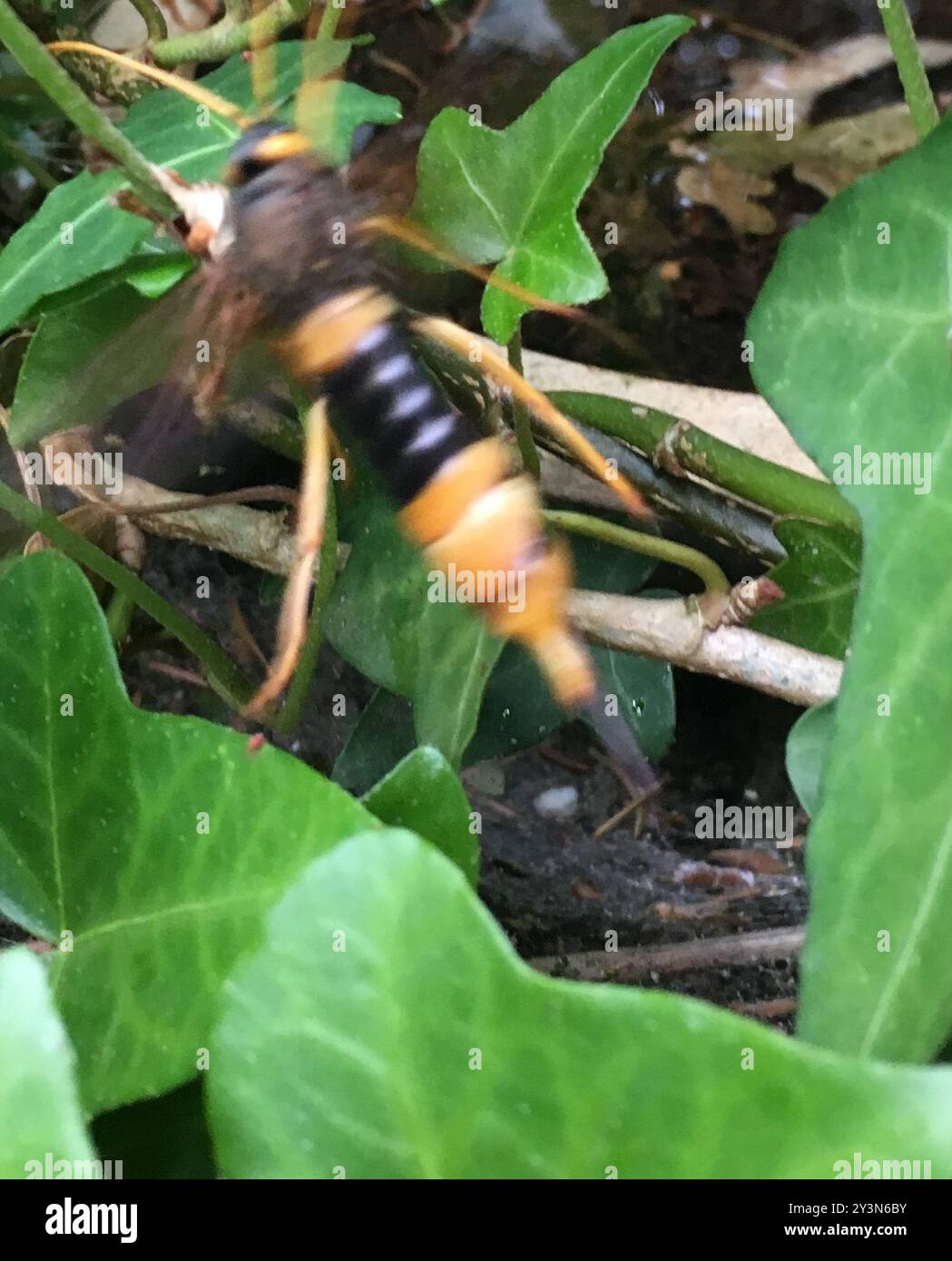 Giant Woodwasp (Urocerus gigas) Insecta Stock Photo - Alamy