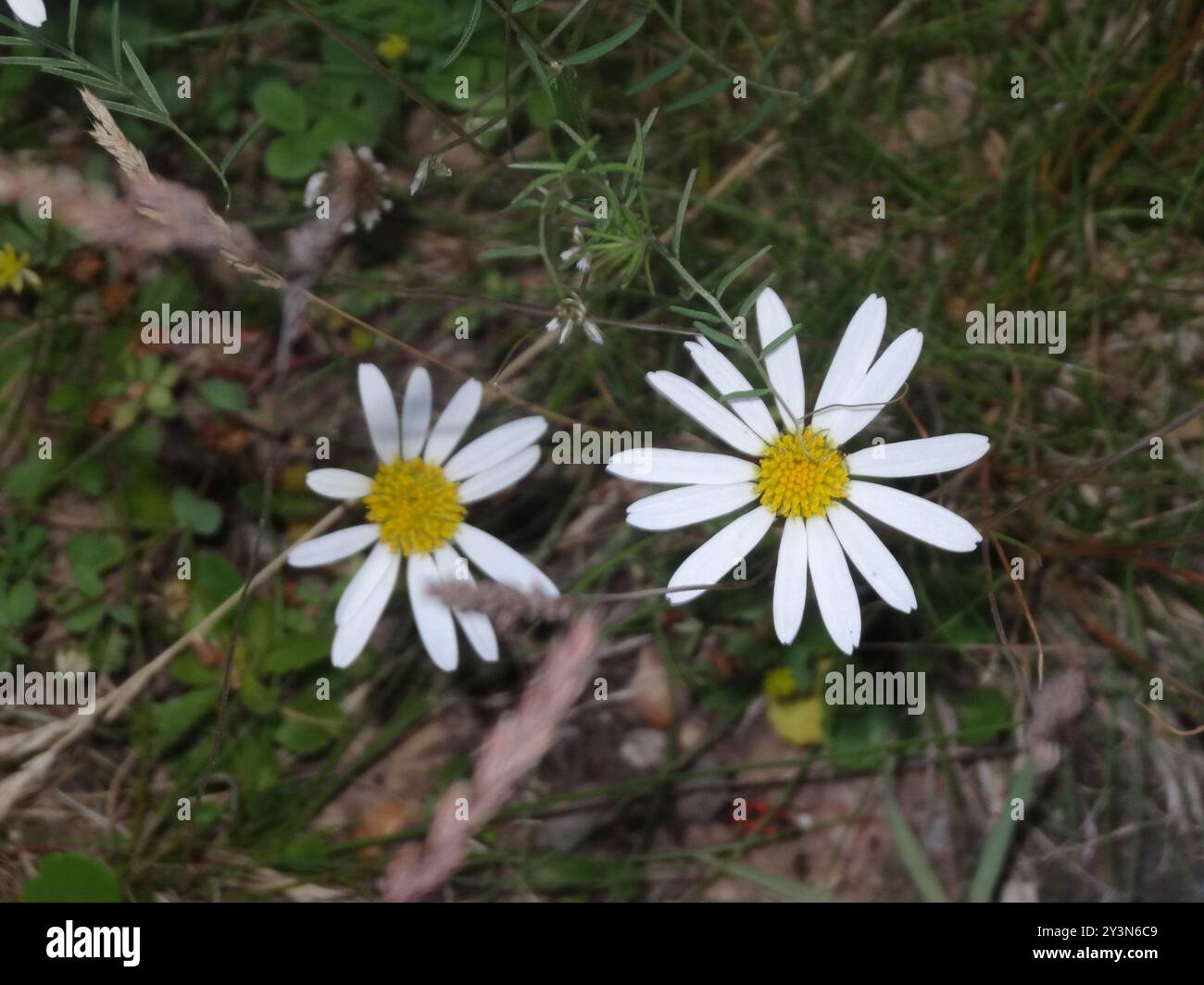 scentless mayweed (Tripleurospermum inodorum) Plantae Stock Photo - Alamy