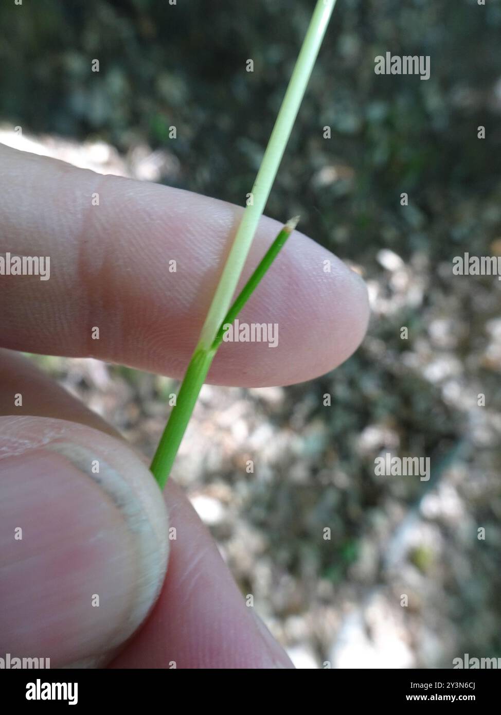 wavy hair-grass (Avenella flexuosa) Plantae Stock Photo - Alamy