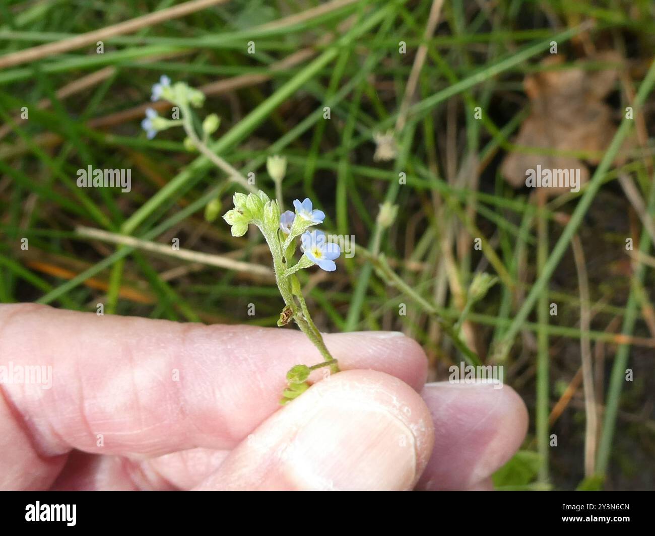 Tufted Forget-me-not (Myosotis laxa cespitosa) Plantae Stock Photo - Alamy