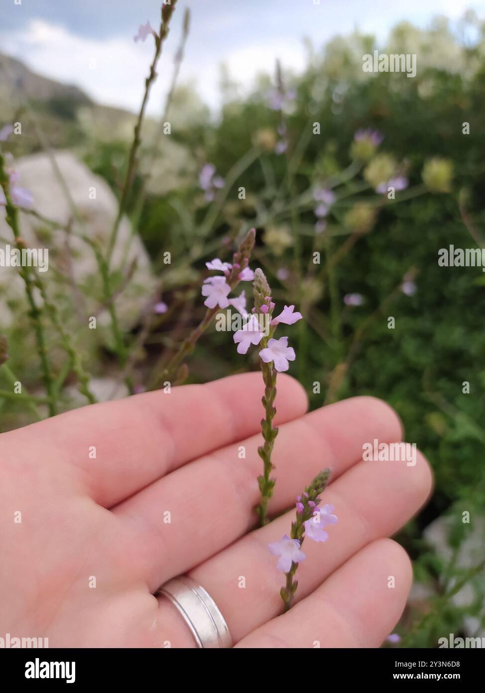 Common vervain (Verbena officinalis) Plantae Stock Photo - Alamy