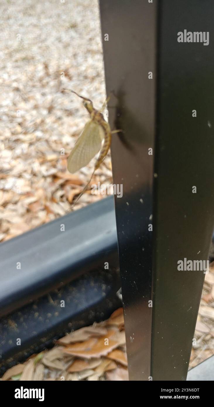 Giant Mayflies (Hexagenia) Insecta Stock Photo - Alamy