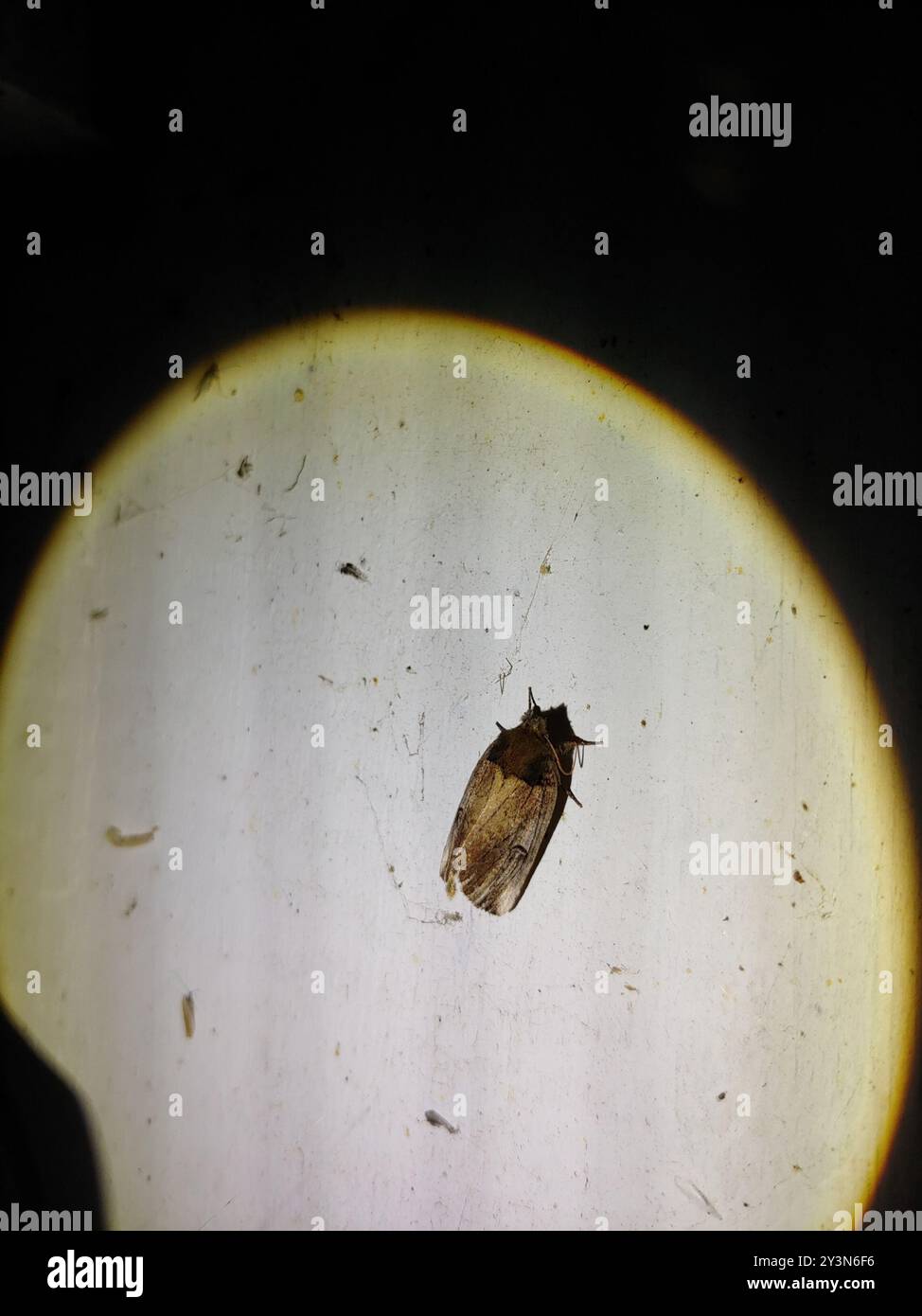 Hydrangea Leaftier Moth (Olethreutes ferriferana) Insecta Stock Photo ...