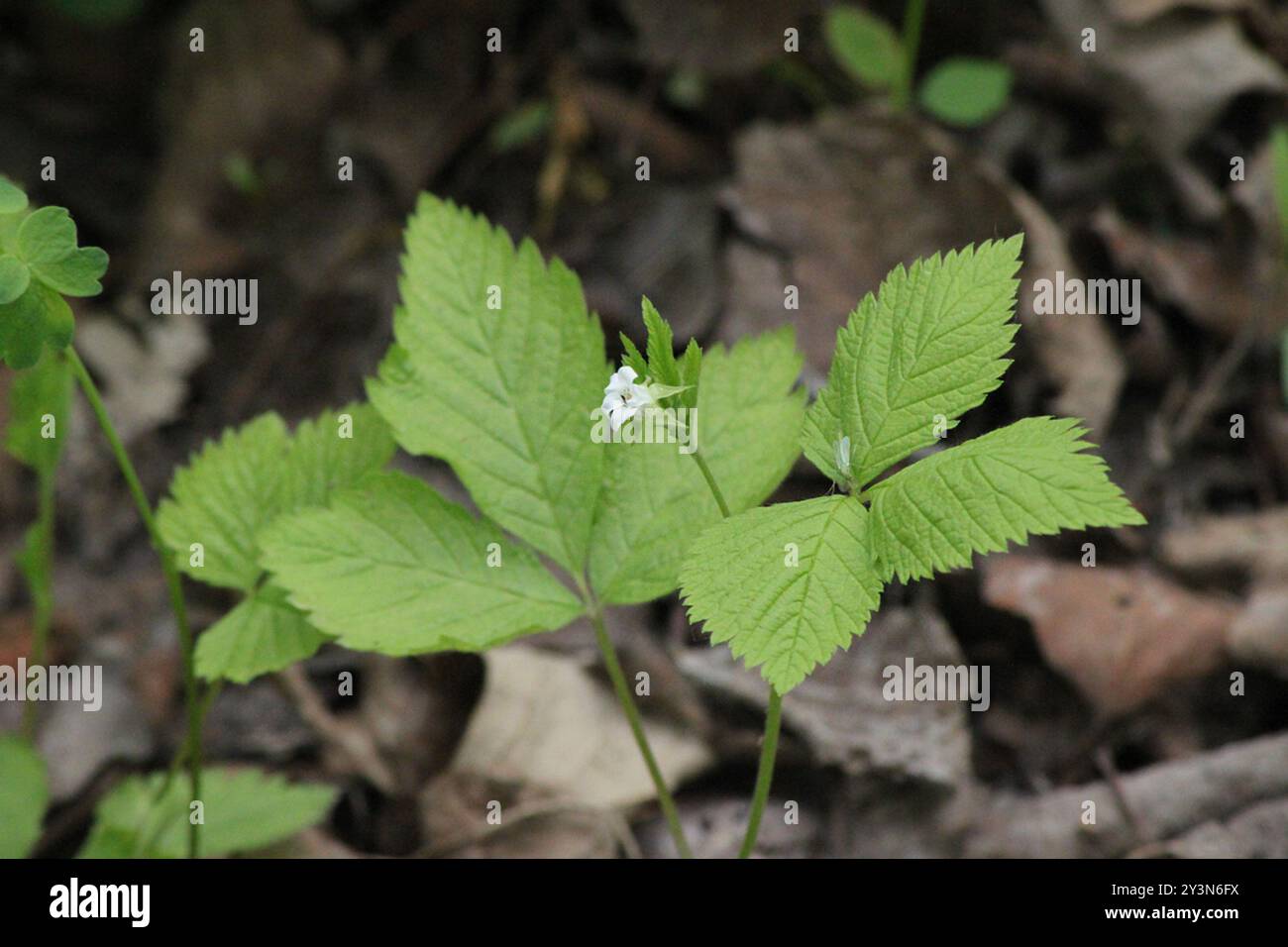 dwarf raspberry (Rubus pubescens) Plantae Stock Photo - Alamy