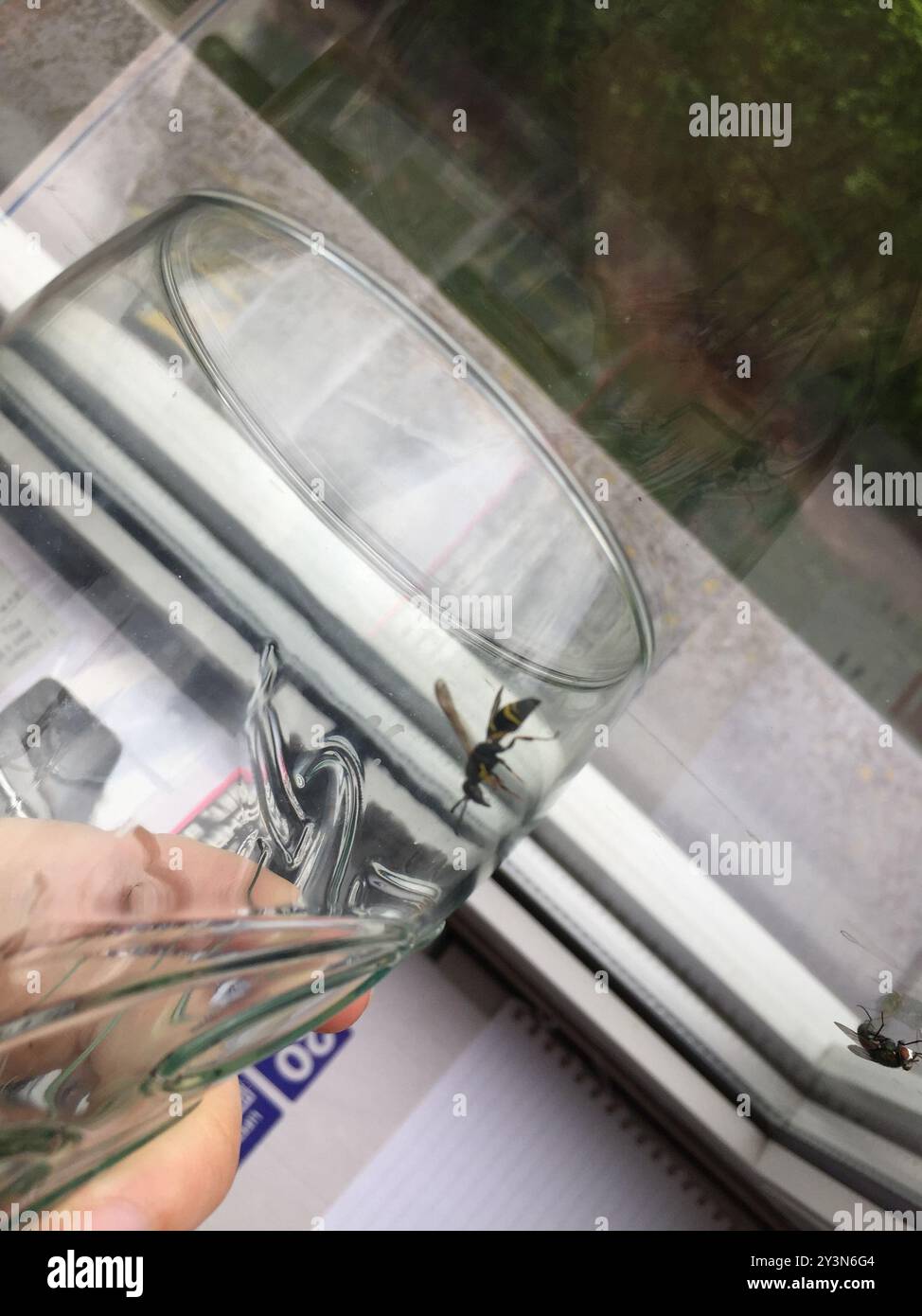 Potter and Mason Wasps (Eumeninae) Insecta Stock Photo - Alamy