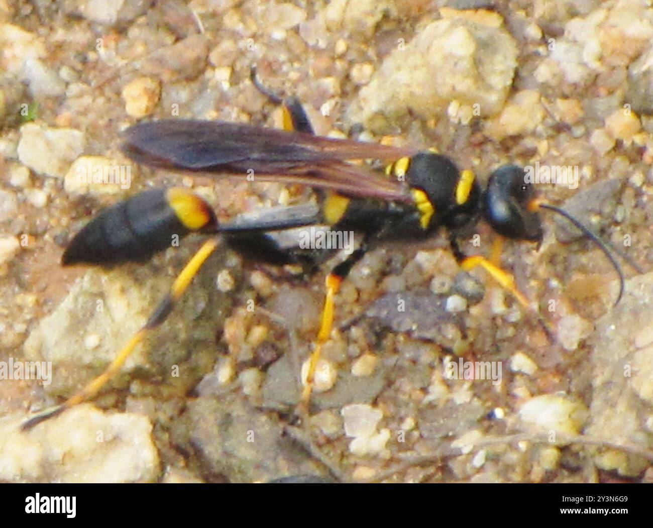 Yellow-legged Mud-dauber Wasp (Sceliphron caementarium) Insecta Stock ...