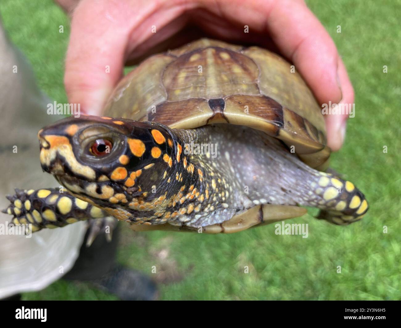 Three-toed Box Turtle (Terrapene triunguis) Reptilia Stock Photo - Alamy