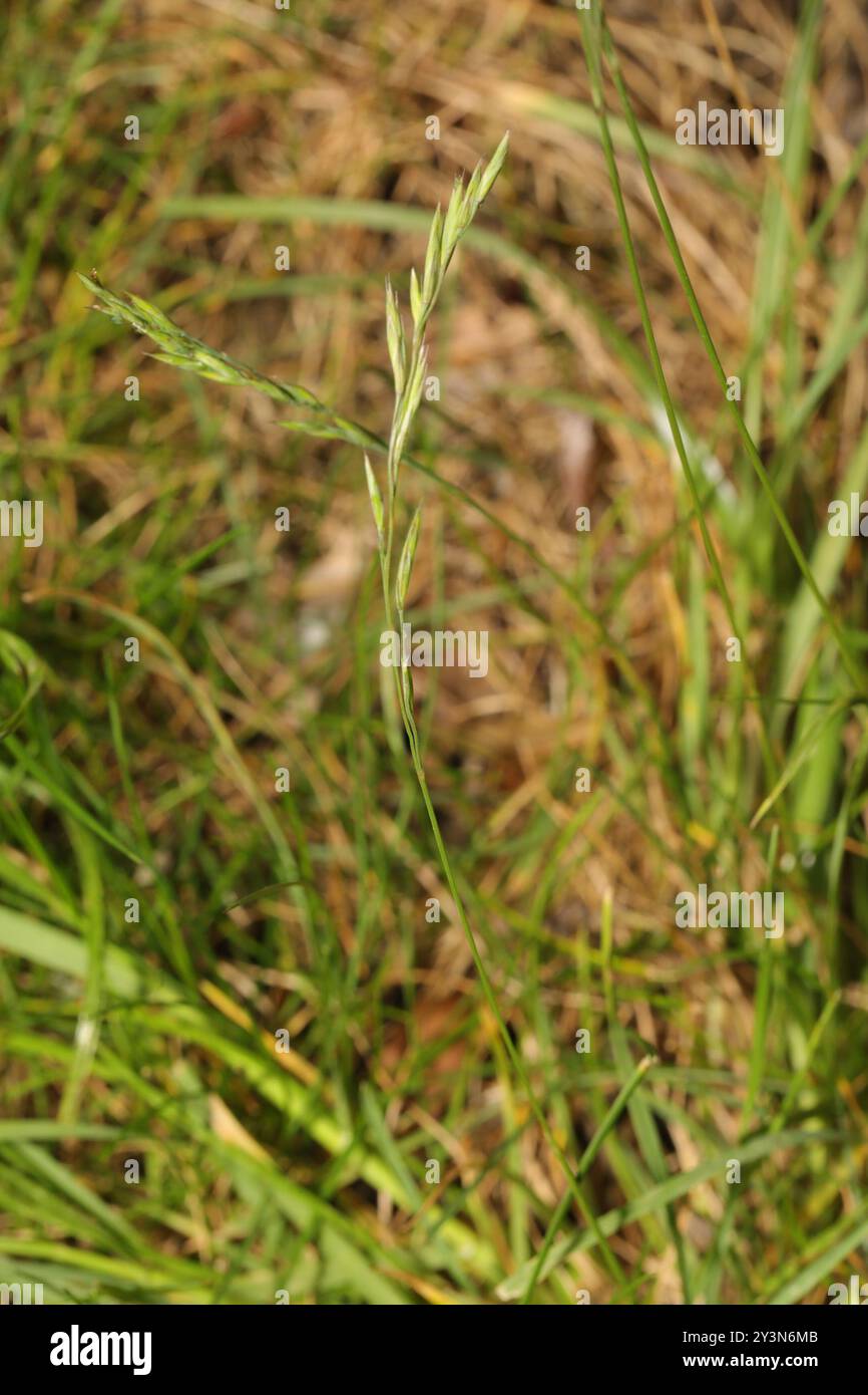 red fescue (Festuca rubra) Plantae Stock Photo - Alamy