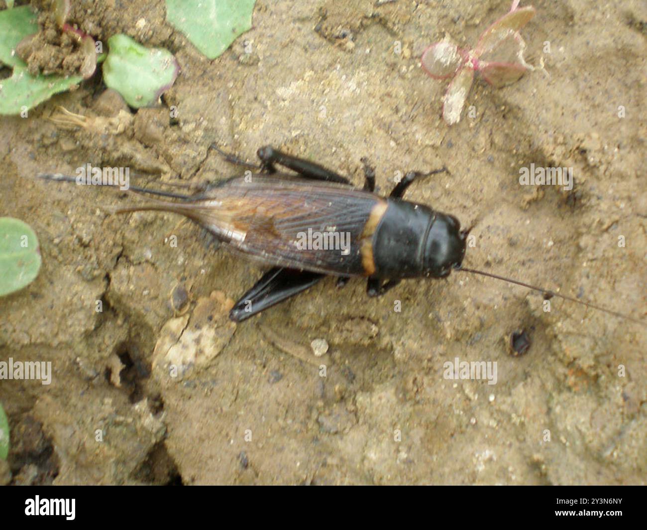 Southern Field Cricket (Gryllus bimaculatus) Insecta Stock Photo - Alamy