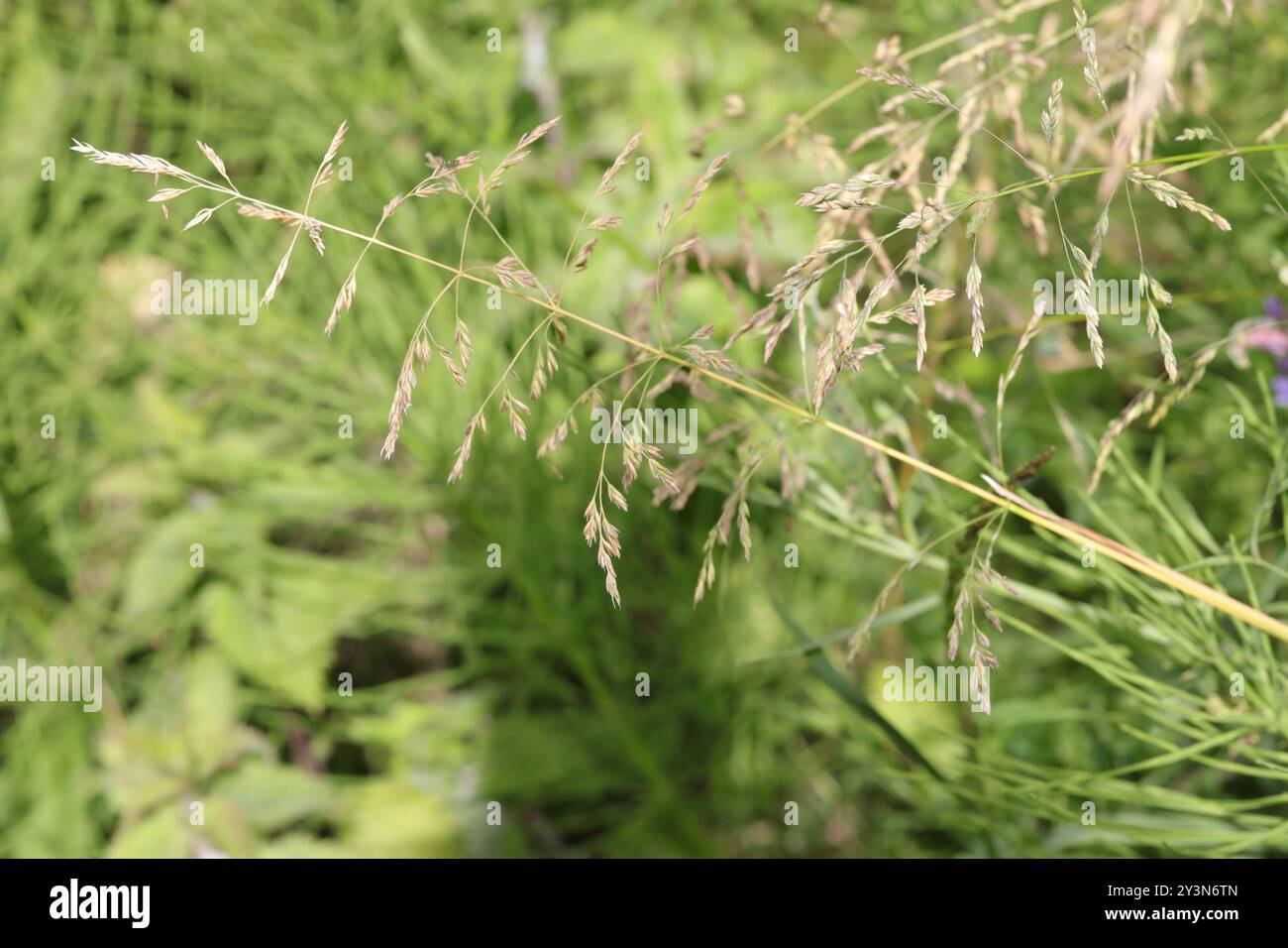 Smooth Meadow-grass (Poa pratensis) Plantae Stock Photo - Alamy