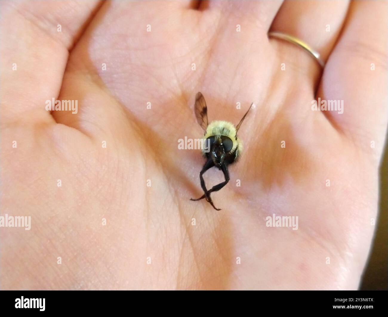 Volucella evecta hi-res stock photography and images - Alamy