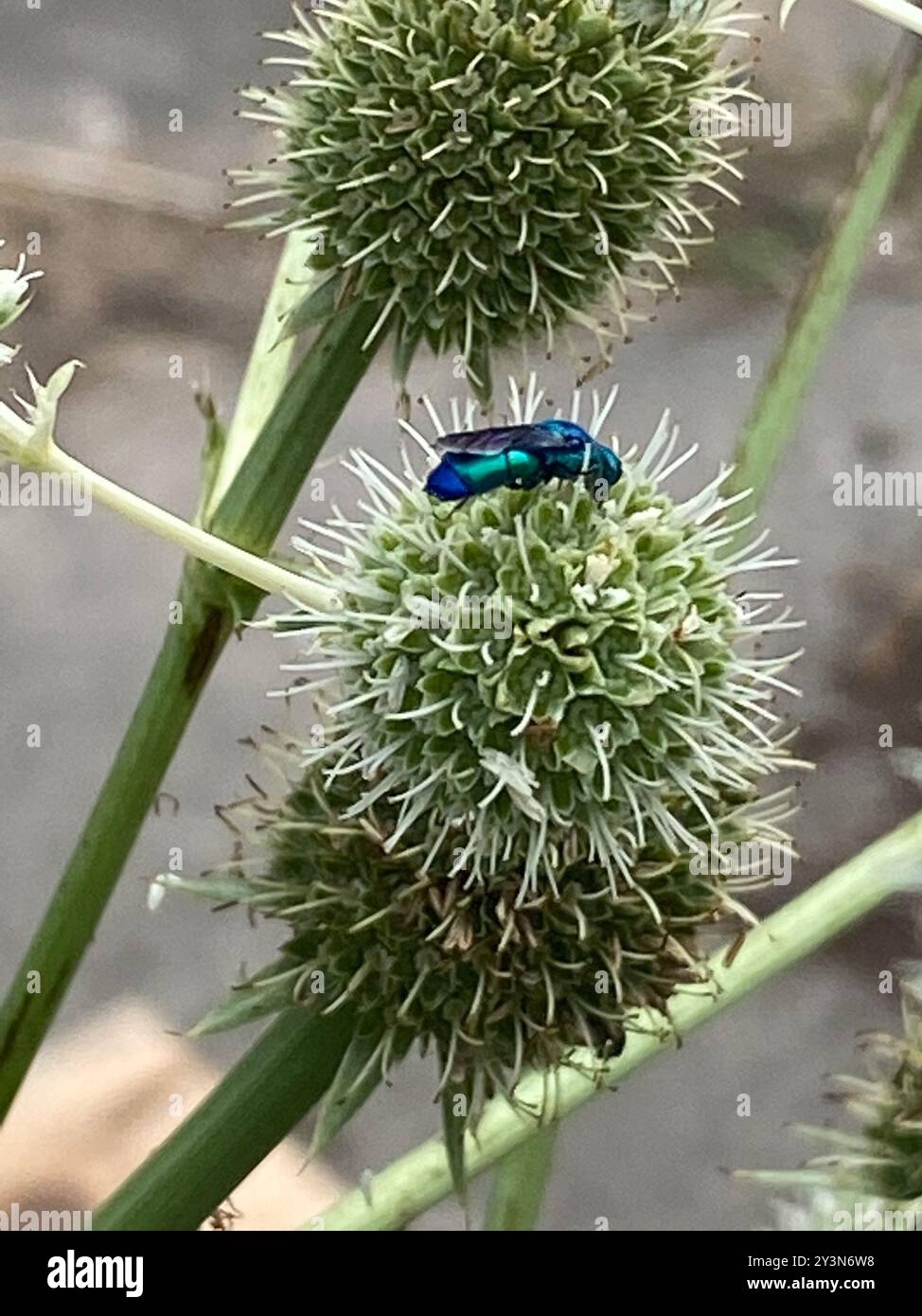 Metallic Bluish-green Cuckoo Wasp (Chrysis angolensis) Insecta Stock ...