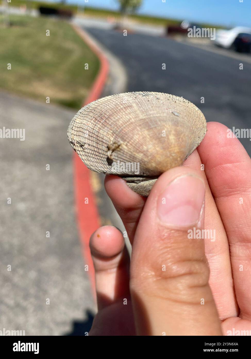 Japanese Littleneck (Ruditapes philippinarum) Mollusca Stock Photo - Alamy