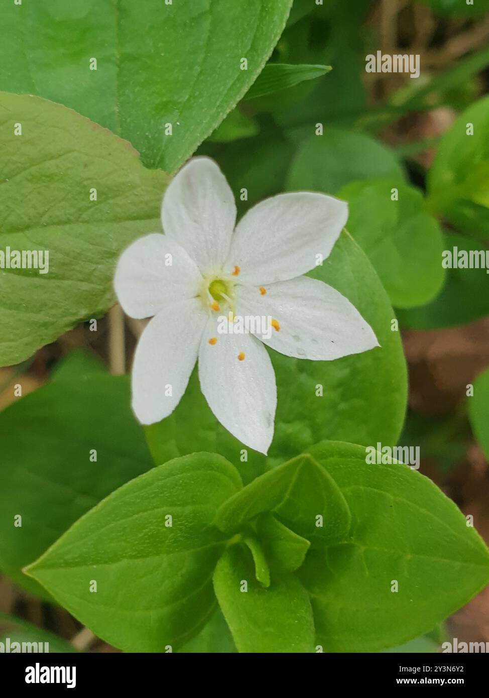 Arctic Starflower (Lysimachia europaea) Plantae Stock Photo - Alamy