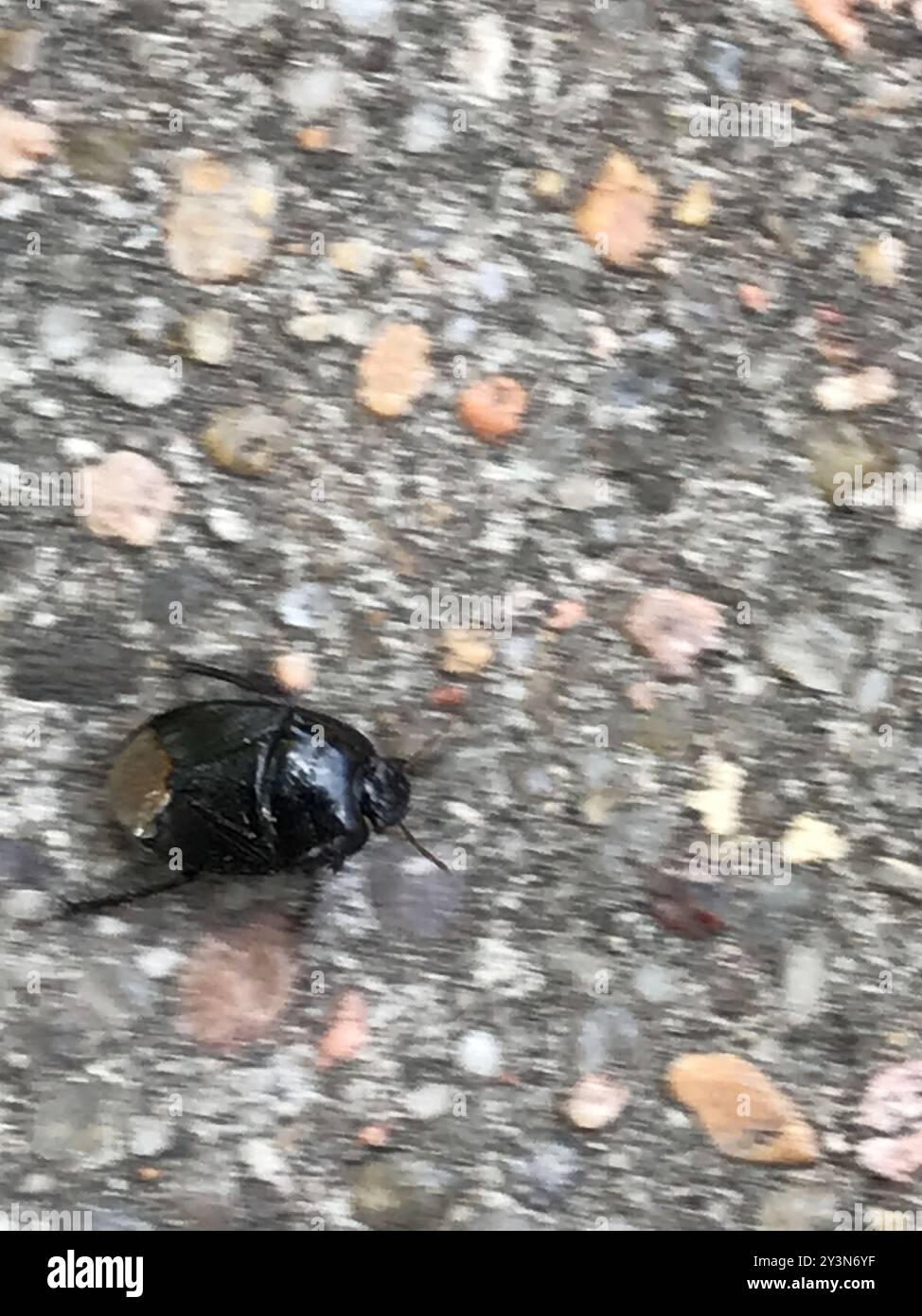 Two-lined Burrowing Bug (Pangaeus bilineatus) Insecta Stock Photo - Alamy