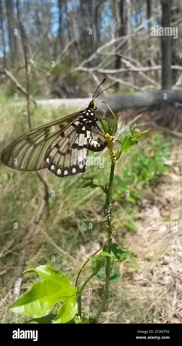 Glasswing (Acraea andromacha) Insecta Stock Photo - Alamy