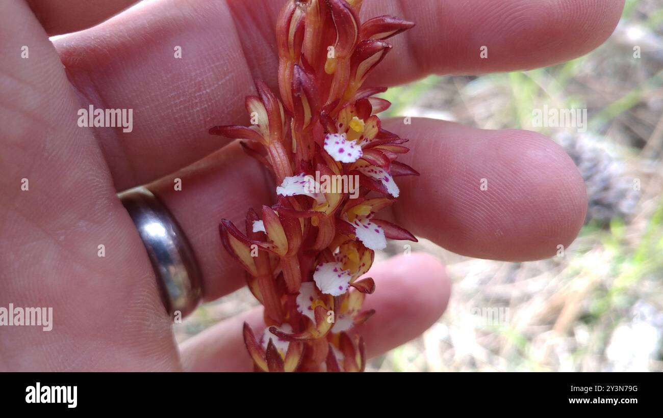 Western spotted coralroot (Corallorhiza maculata occidentalis) Plantae ...