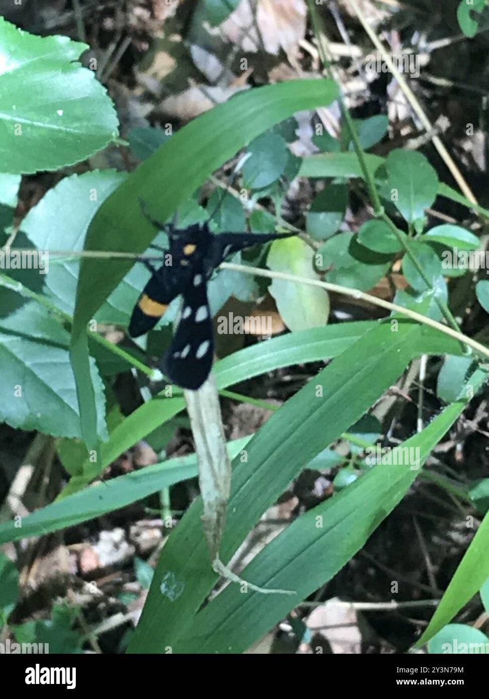 Nine-spotted Moth (Amata phegea) Insecta Stock Photo - Alamy