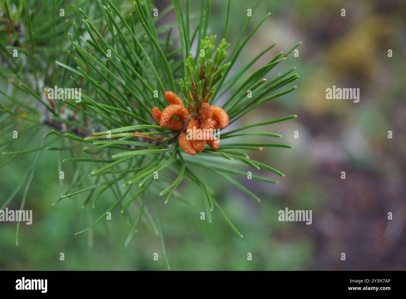 Shore Pine (Pinus contorta contorta) Plantae Stock Photo - Alamy