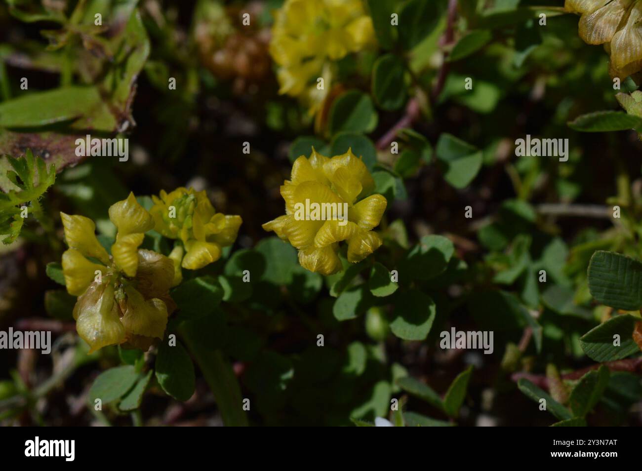 hop trefoil (Trifolium campestre) Plantae Stock Photo - Alamy