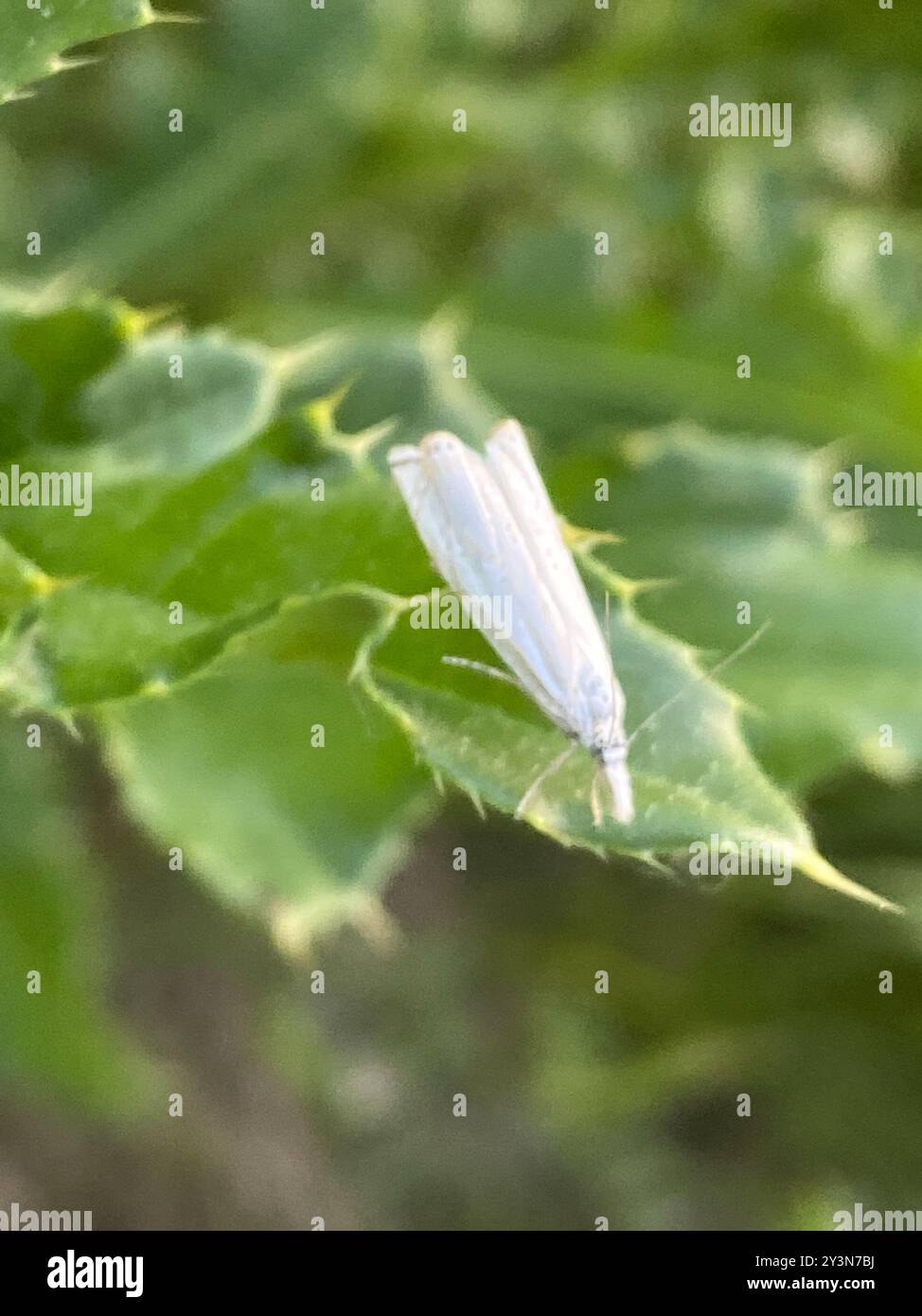 Hook-streaked Grass-veneer (Crambus lathoniellus) Insecta Stock Photo ...