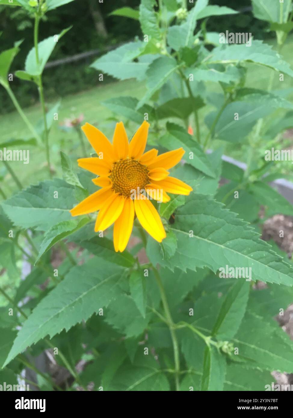 false sunflower (Heliopsis helianthoides) Plantae Stock Photo - Alamy