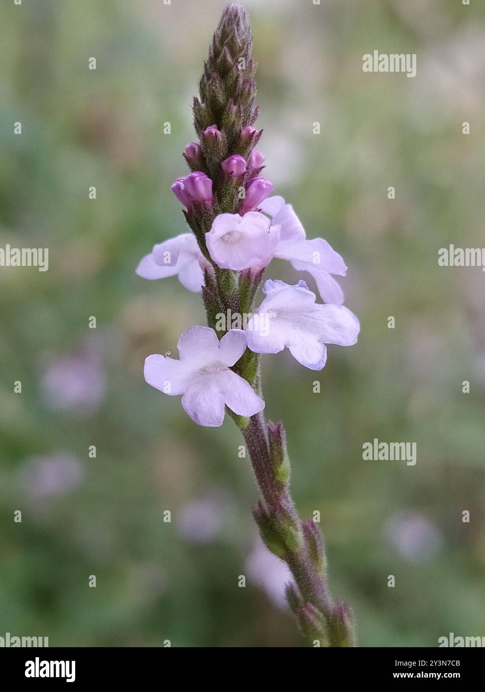 Common vervain (Verbena officinalis) Plantae Stock Photo - Alamy