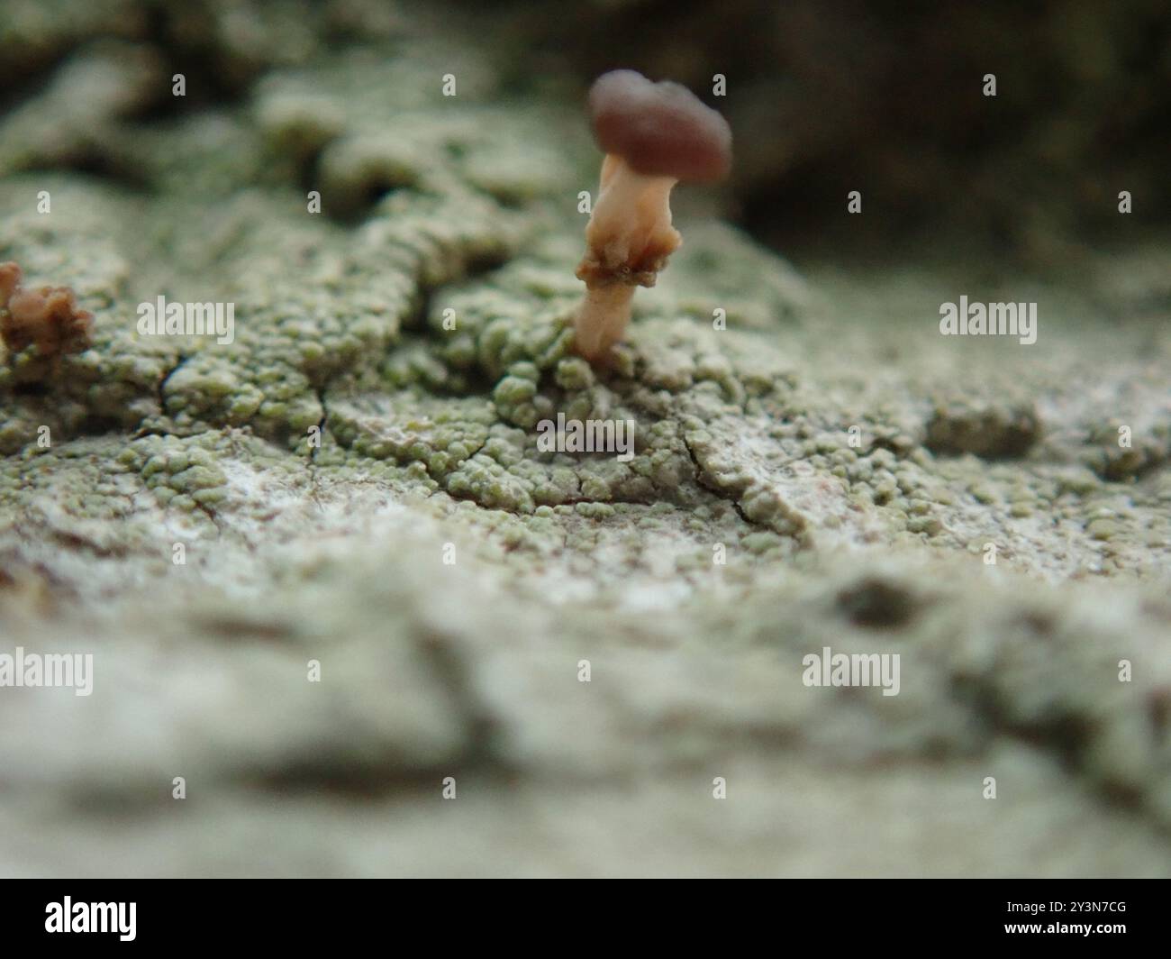 Brown Beret Lichen (Baeomyces rufus) Fungi Stock Photo - Alamy