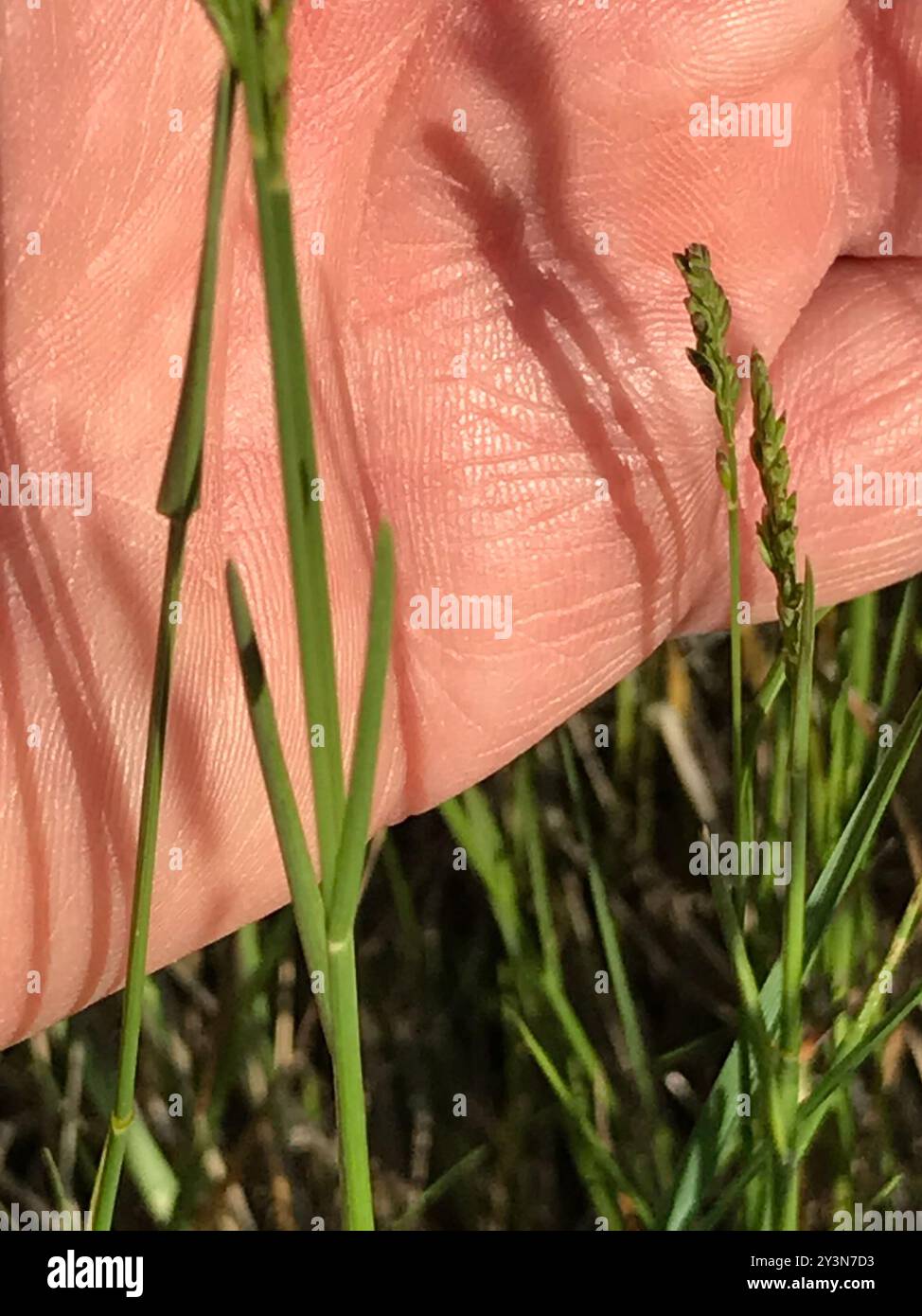 Canada bluegrass (Poa compressa) Plantae Stock Photo - Alamy