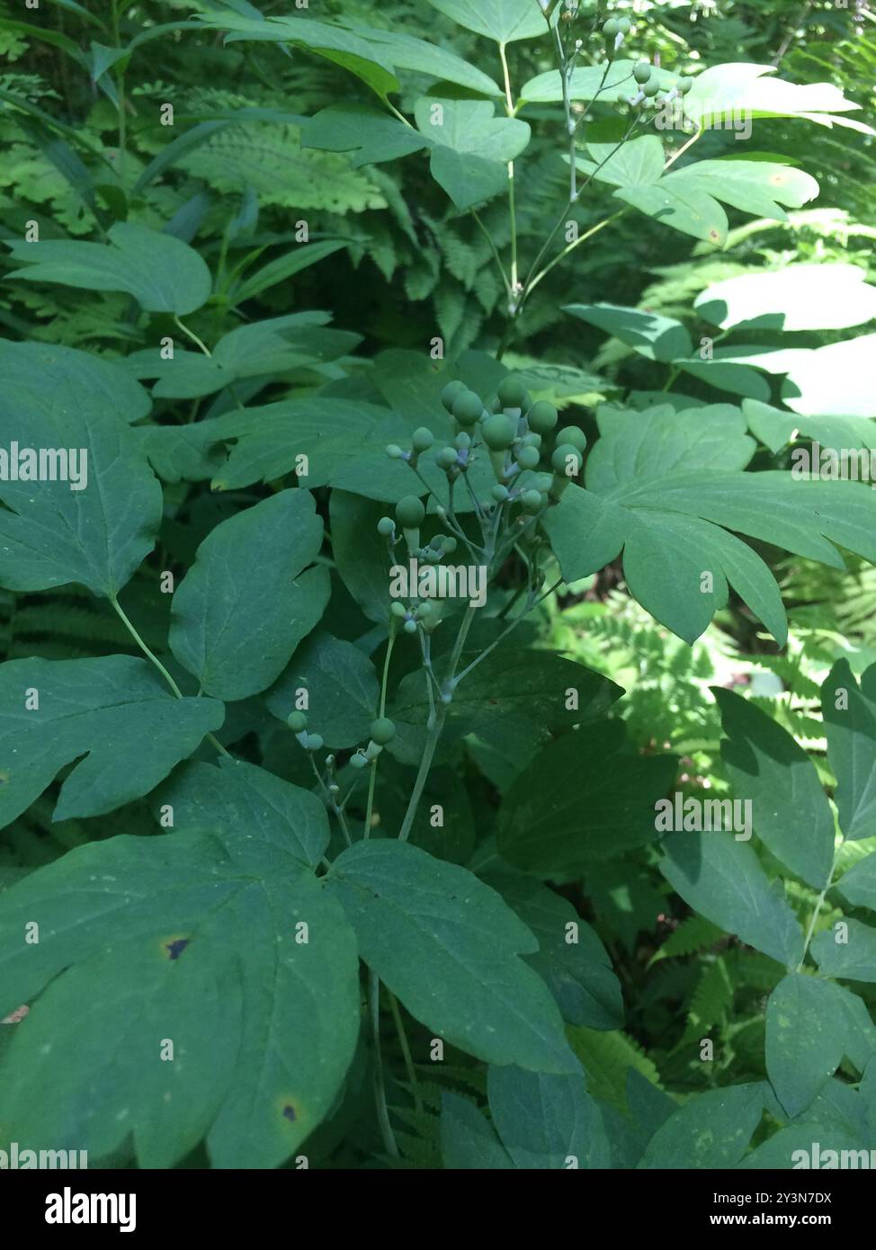 blue cohosh (Caulophyllum thalictroides) Plantae Stock Photo - Alamy