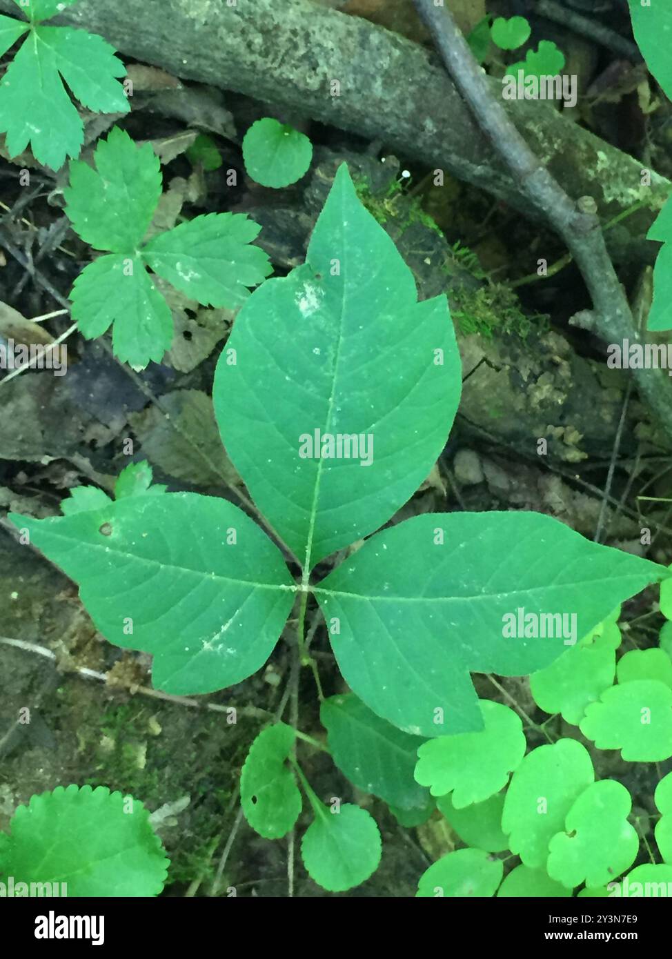 eastern poison ivy (Toxicodendron radicans) Plantae Stock Photo - Alamy