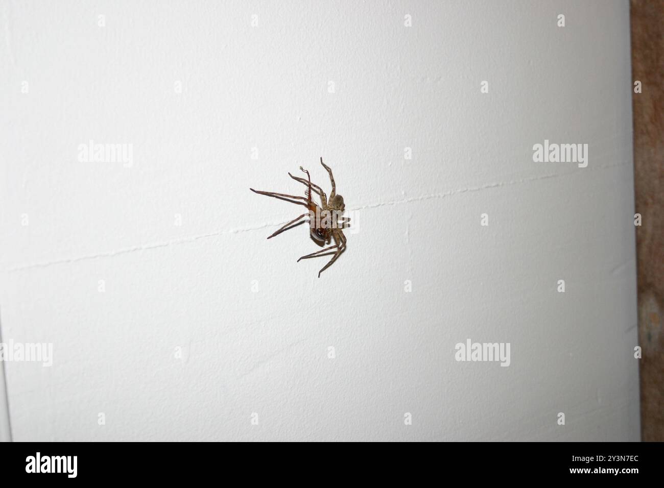 Pantropical Huntsman Spider (Heteropoda venatoria) Arachnida Stock ...