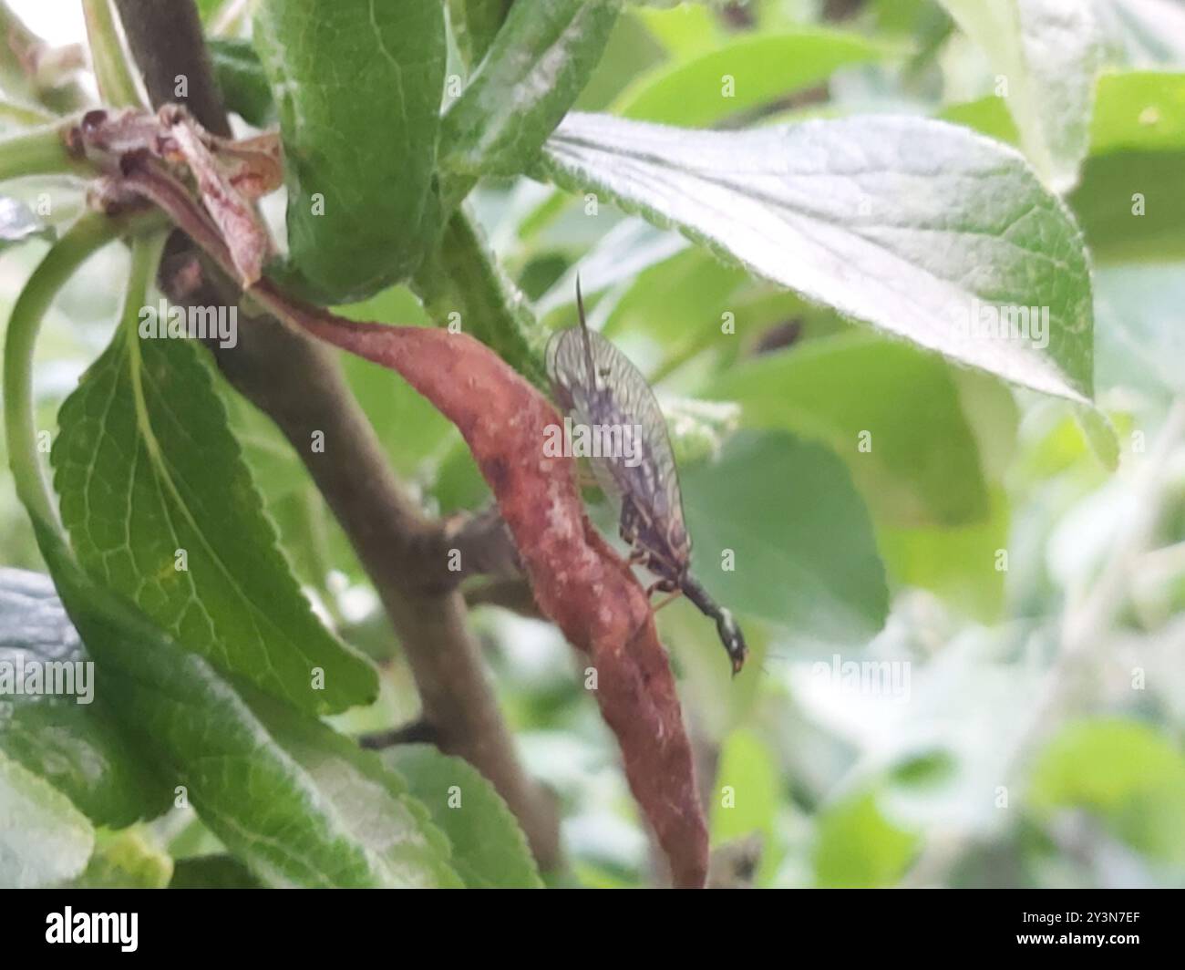 oak snakefly (Phaeostigma notata) Insecta Stock Photo - Alamy