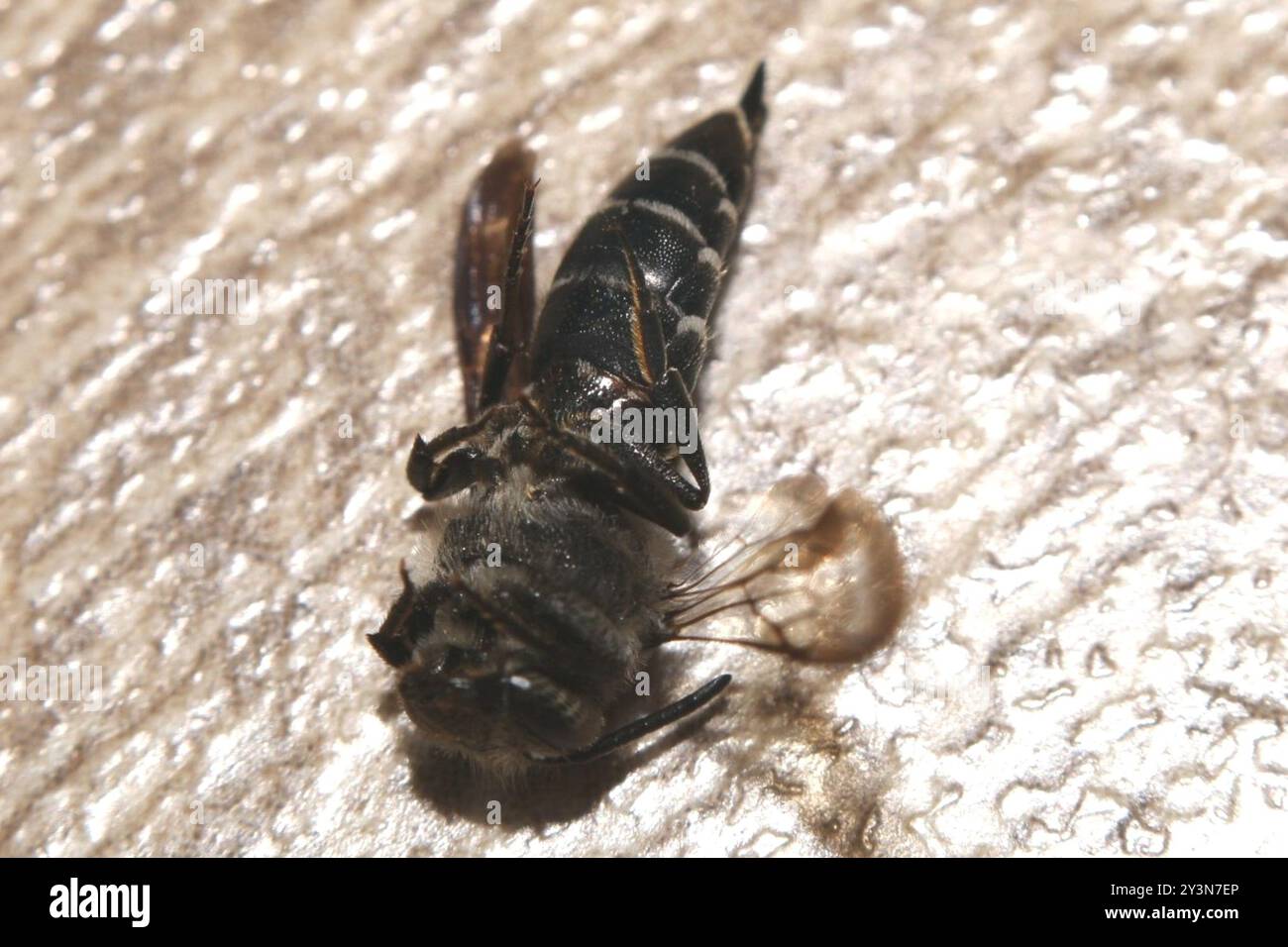 Shiny-vented Sharp-tail Bee (Coelioxys inermis) Insecta Stock Photo - Alamy