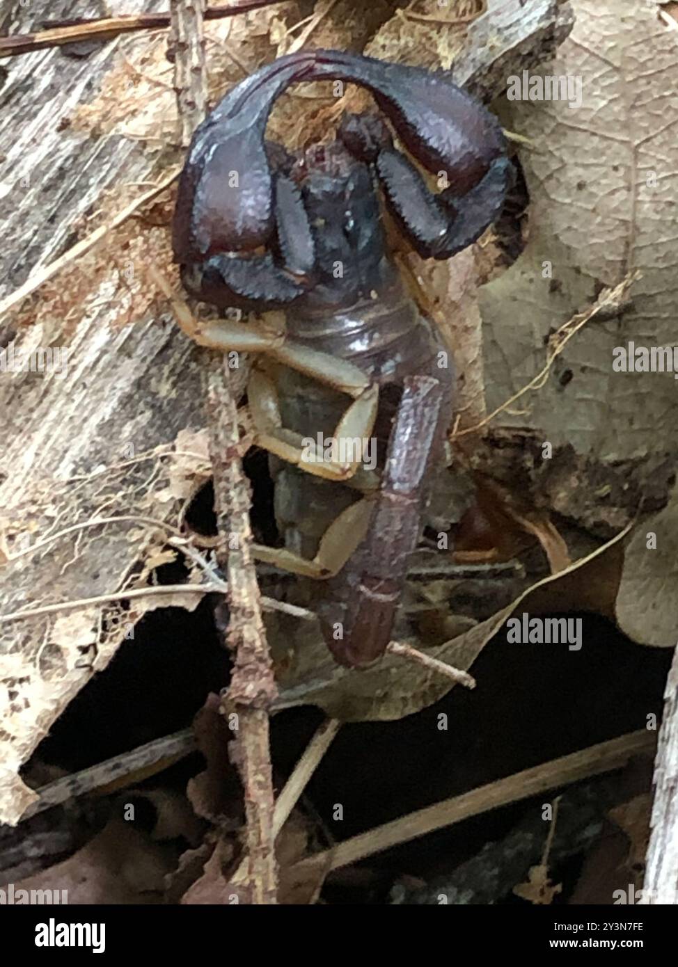Western Forest Scorpion (Uroctonus mordax) Arachnida Stock Photo - Alamy