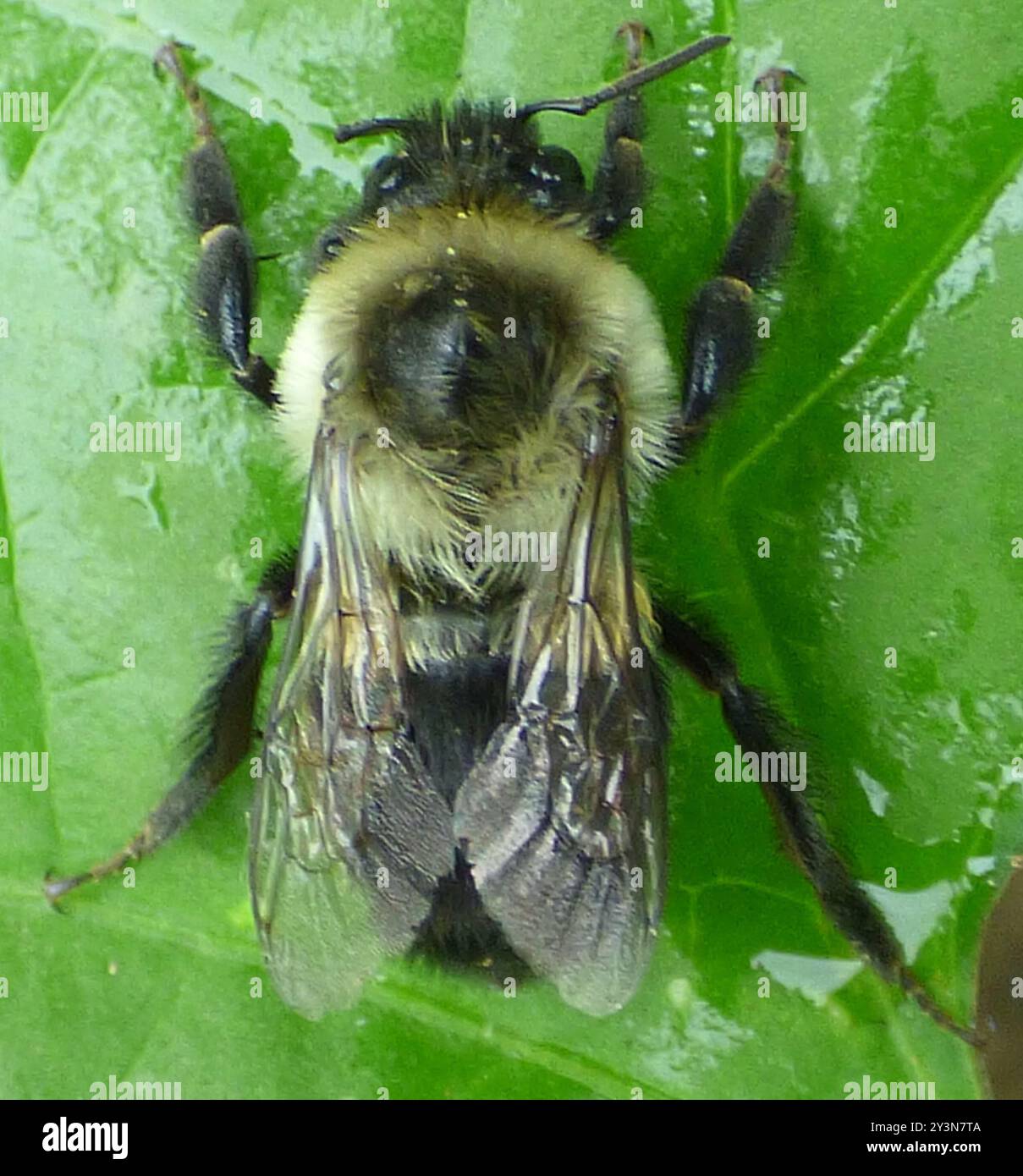 Common Eastern Bumble Bee (Bombus impatiens) Insecta Stock Photo - Alamy