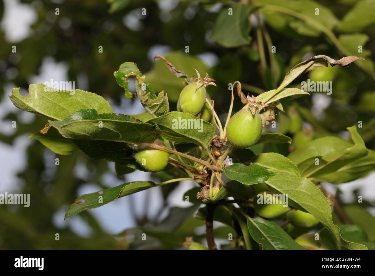 European Wild Apple (Malus sylvestris) Plantae Stock Photo - Alamy