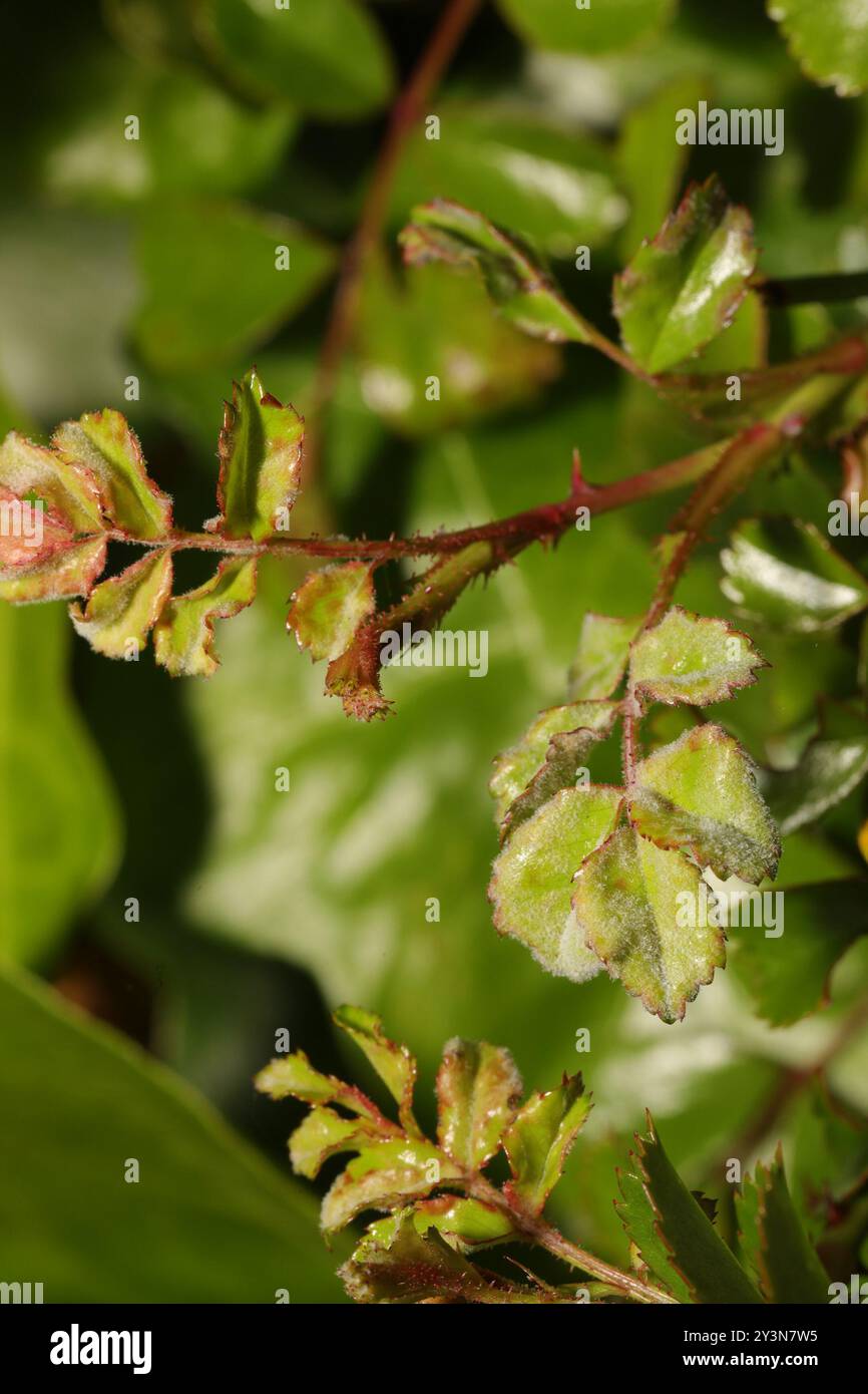 Rose Powdery Mildew (Podosphaera pannosa) Fungi Stock Photo - Alamy