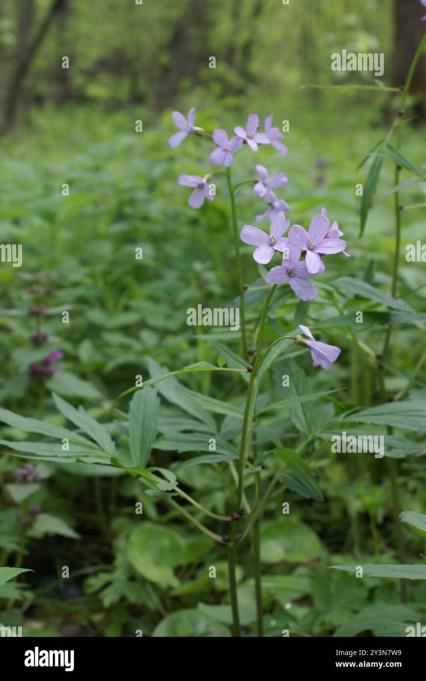 coralroot (Cardamine bulbifera) Plantae Stock Photo - Alamy