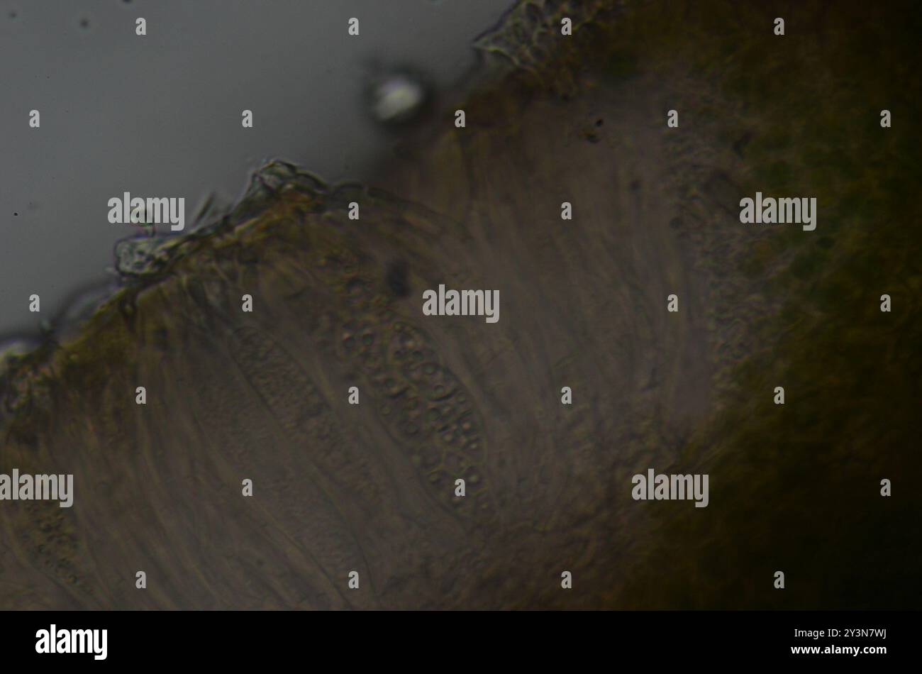 (Blennothallia fecunda) Fungi Stock Photo - Alamy