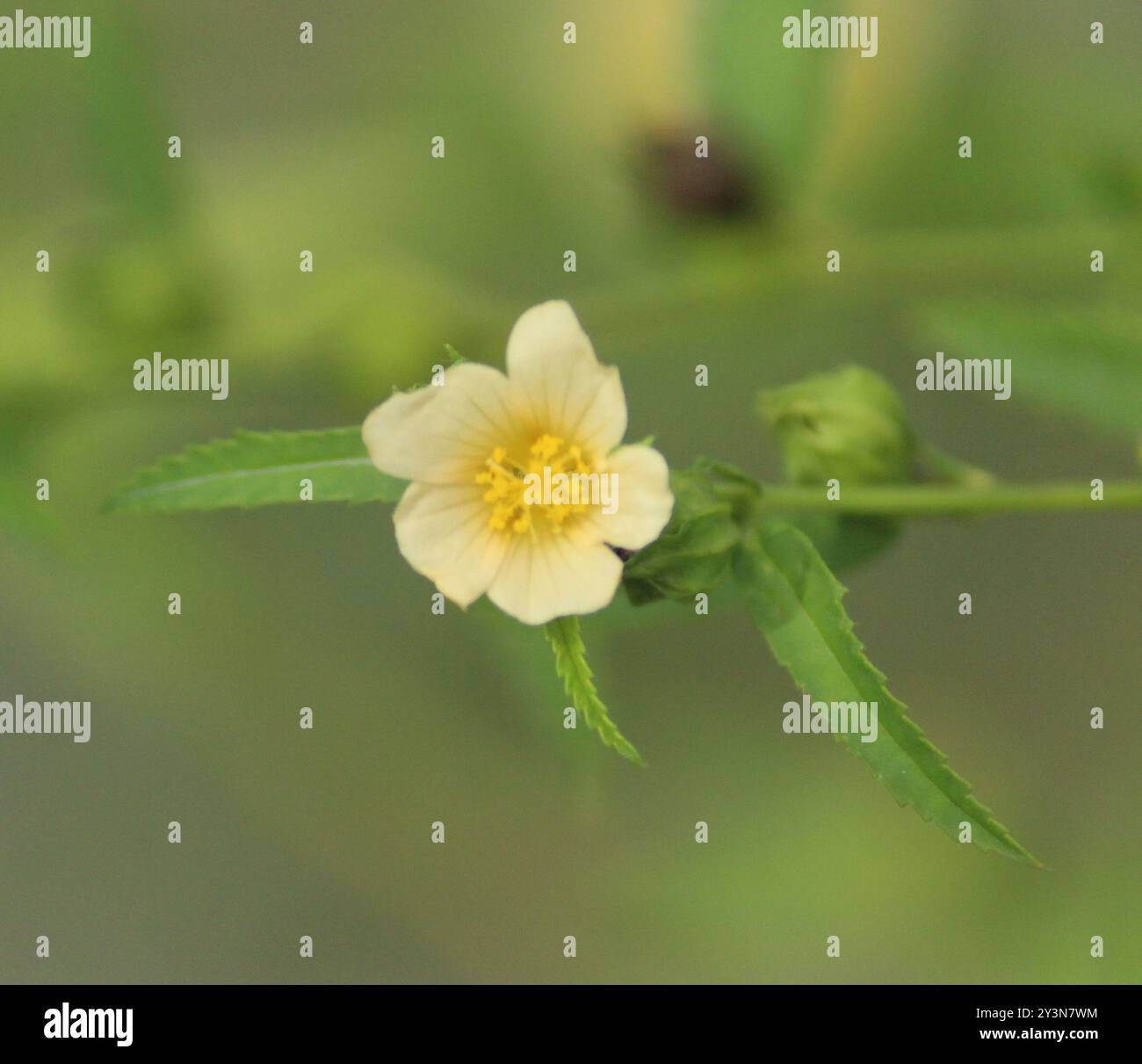 Spinyhead Sida (Sida acuta) Plantae Stock Photo - Alamy