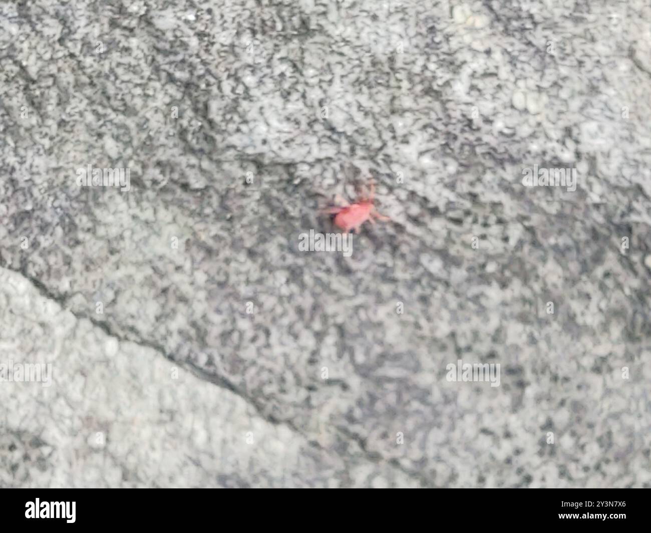 Sidewalk Mites (Balaustium) Arachnida Stock Photo - Alamy