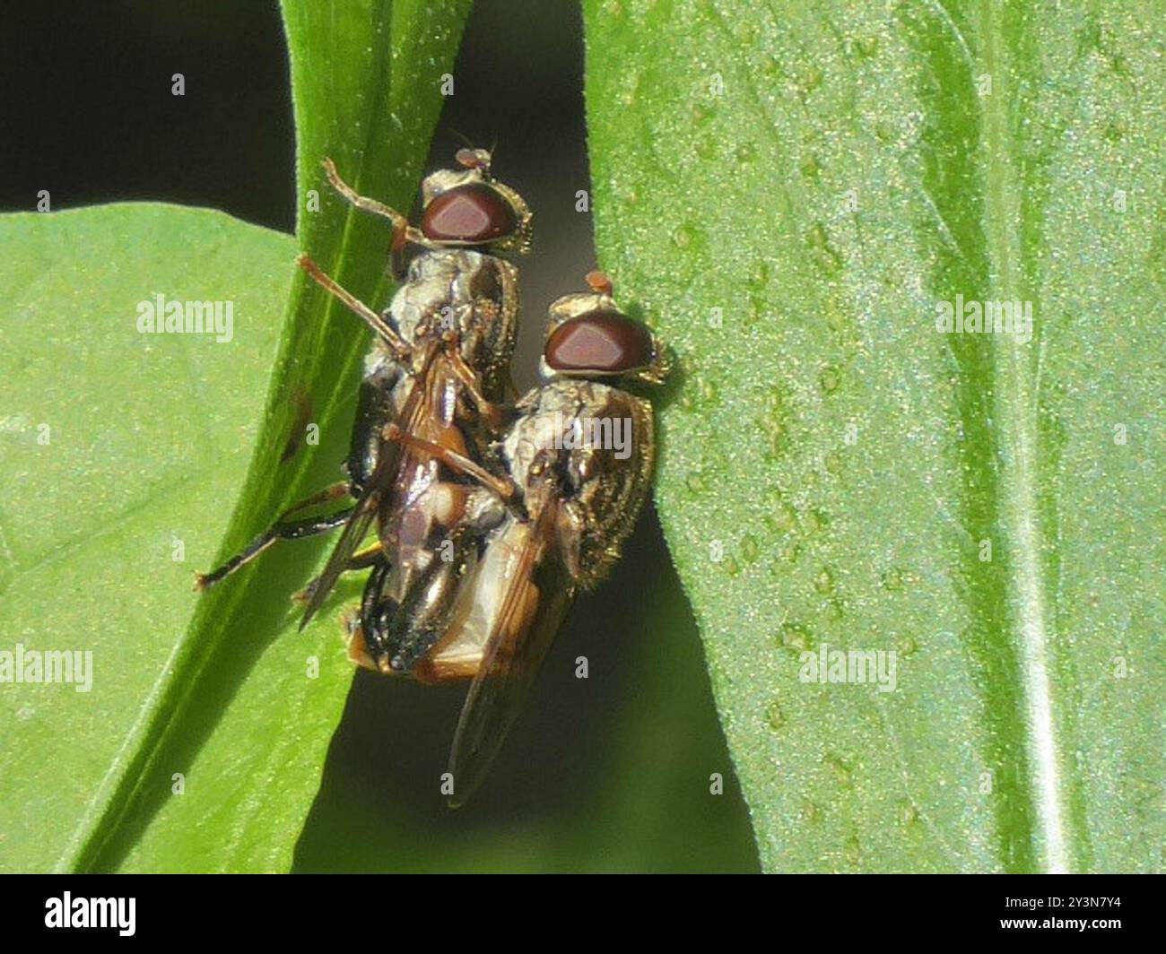 Common Thick-leg Fly (Tropidia quadrata) Insecta Stock Photo - Alamy