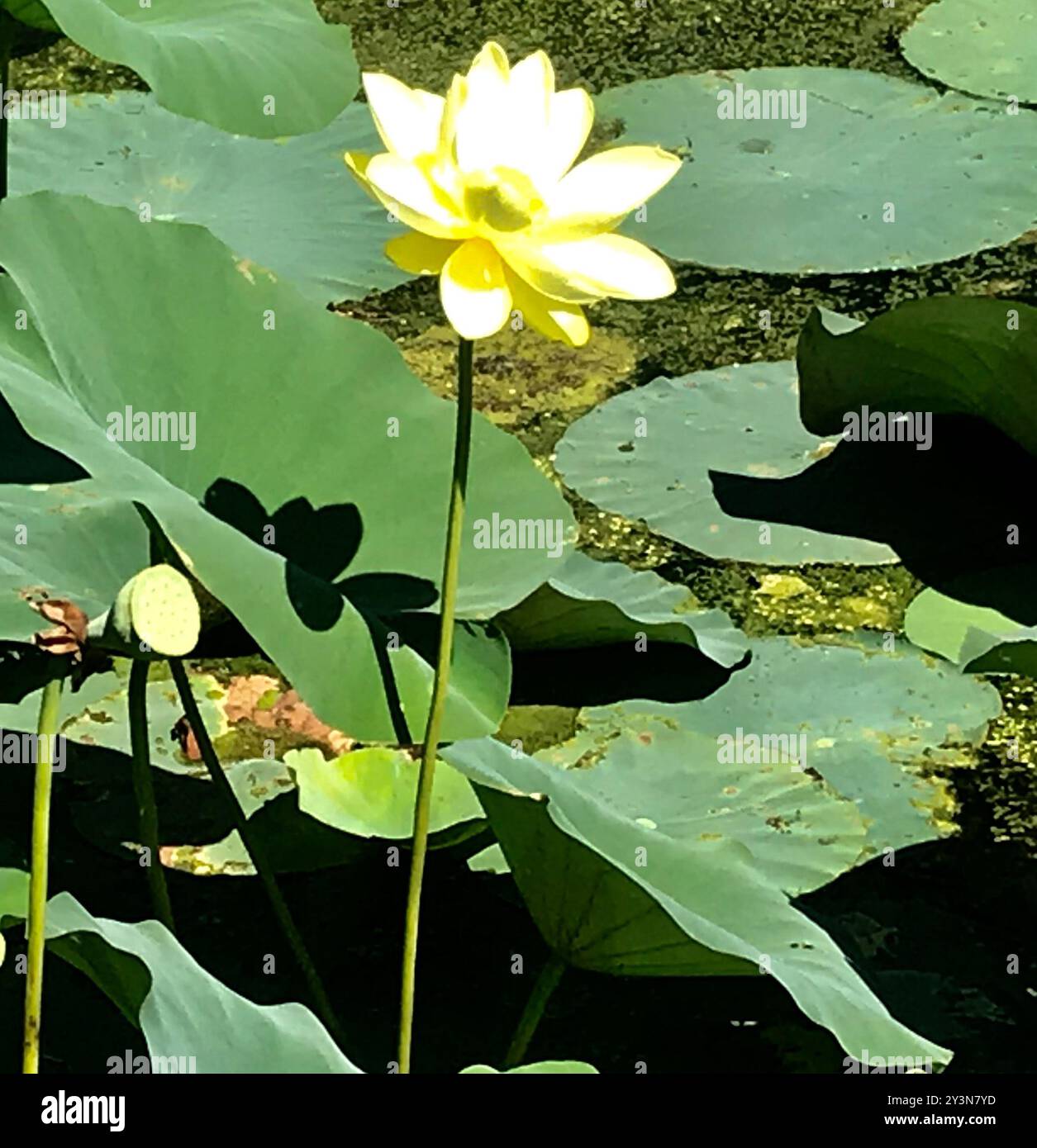 American lotus (Nelumbo lutea) Plantae Stock Photo - Alamy
