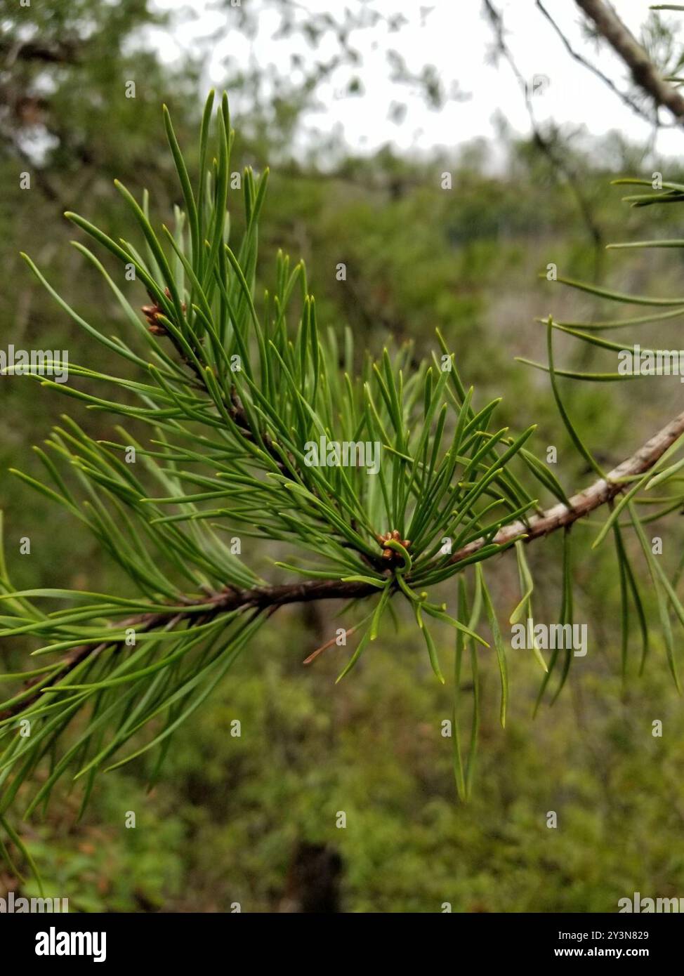 Virginia pine (Pinus virginiana) Plantae Stock Photo - Alamy