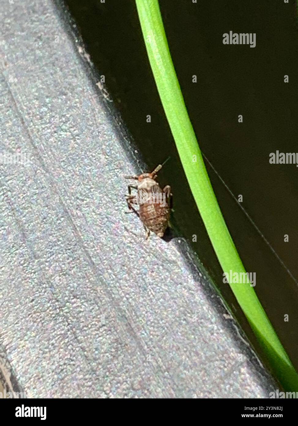 True Bugs, Hoppers, Aphids, and allies (Hemiptera) Insecta Stock Photo ...