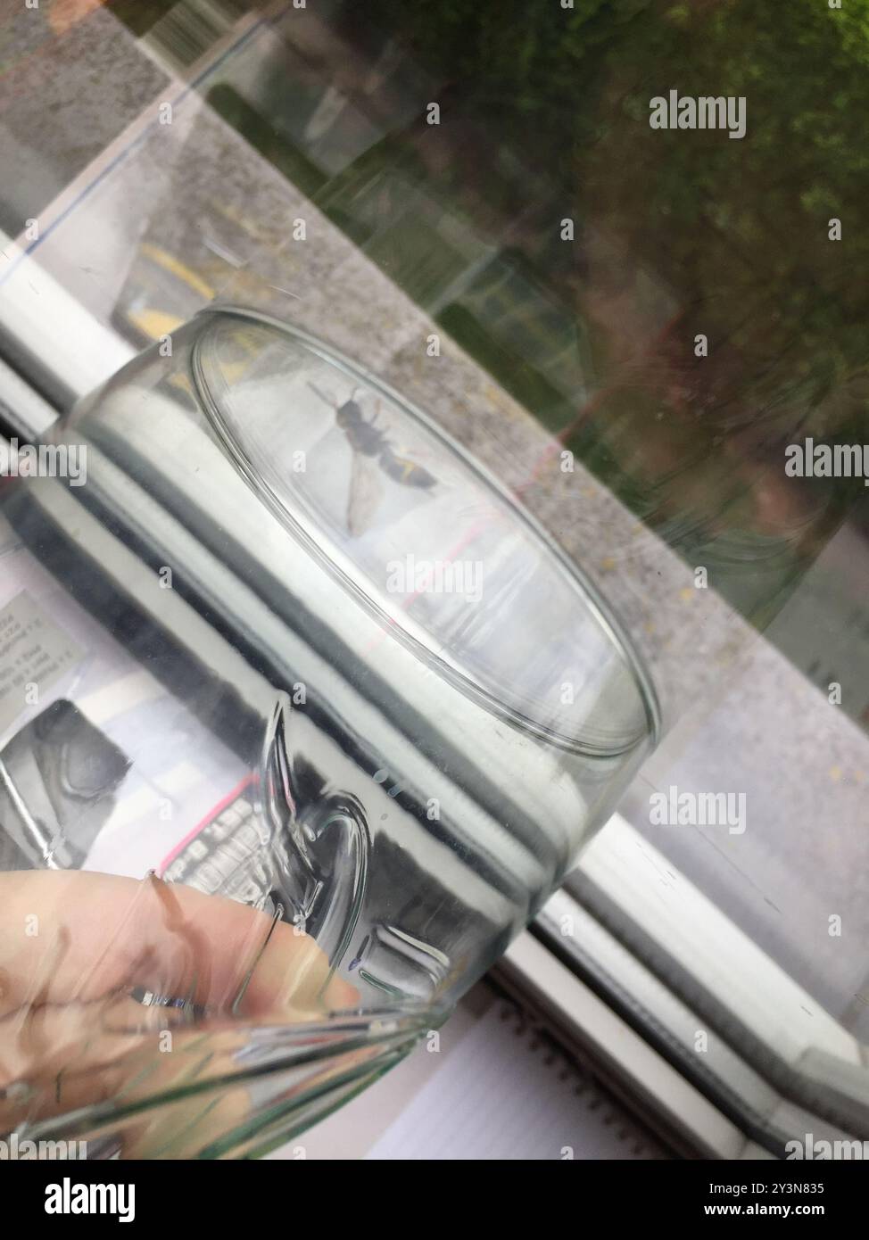 Potter and Mason Wasps (Eumeninae) Insecta Stock Photo - Alamy