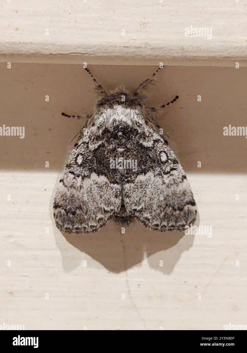 Saddled Yellowhorn (Colocasia flavicornis) Insecta Stock Photo - Alamy