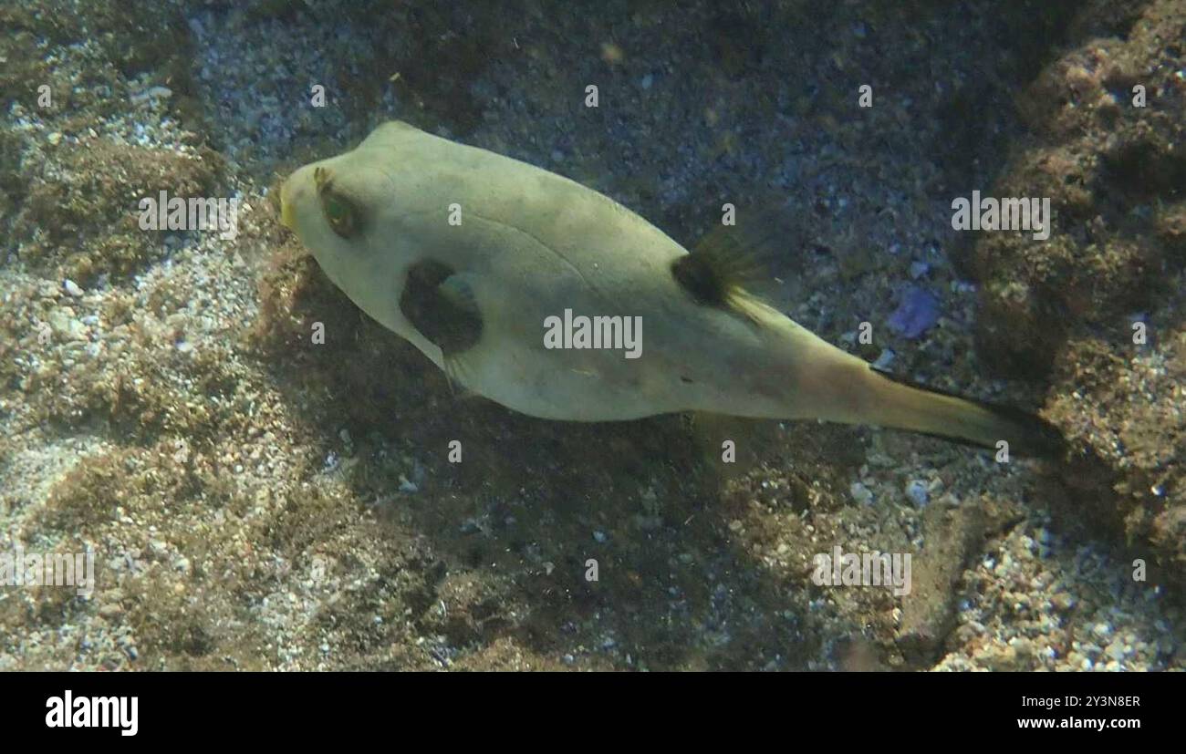 Yellow-eyed Puffer (Arothron immaculatus) Actinopterygii Stock Photo ...