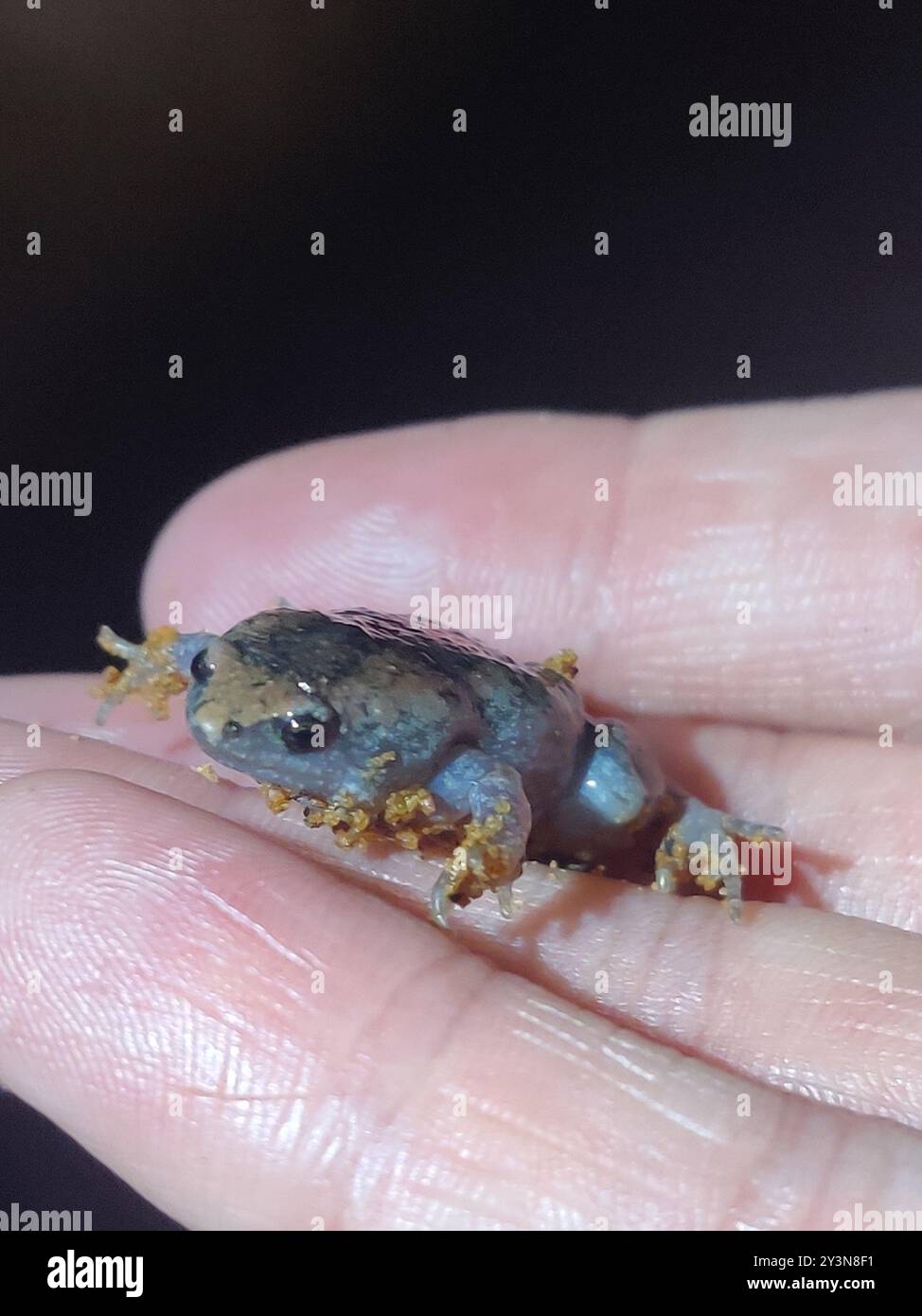 Eastern Narrow-mouthed Toad (Gastrophryne carolinensis) Amphibia Stock ...